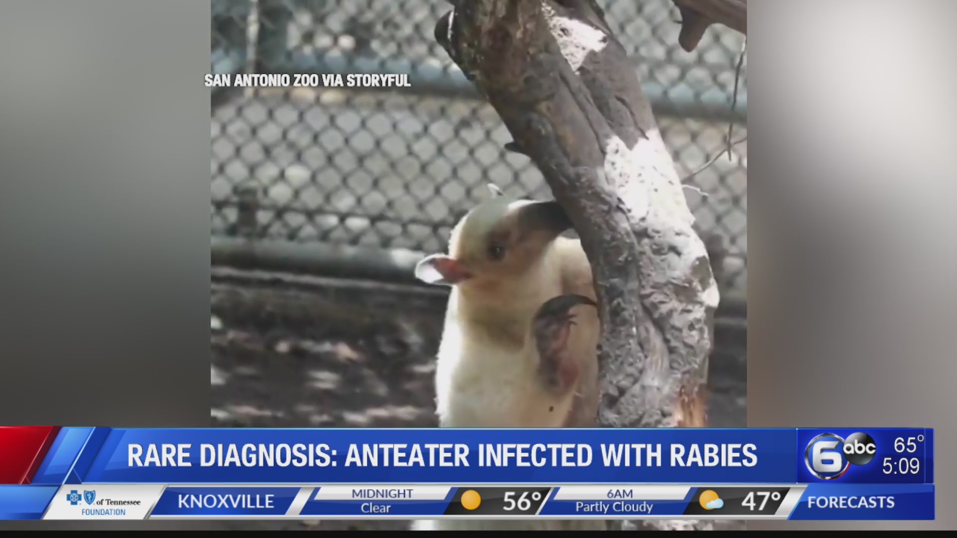 Rare diagnosis: Anteater infected with rabies – WATE 6 On Your Side