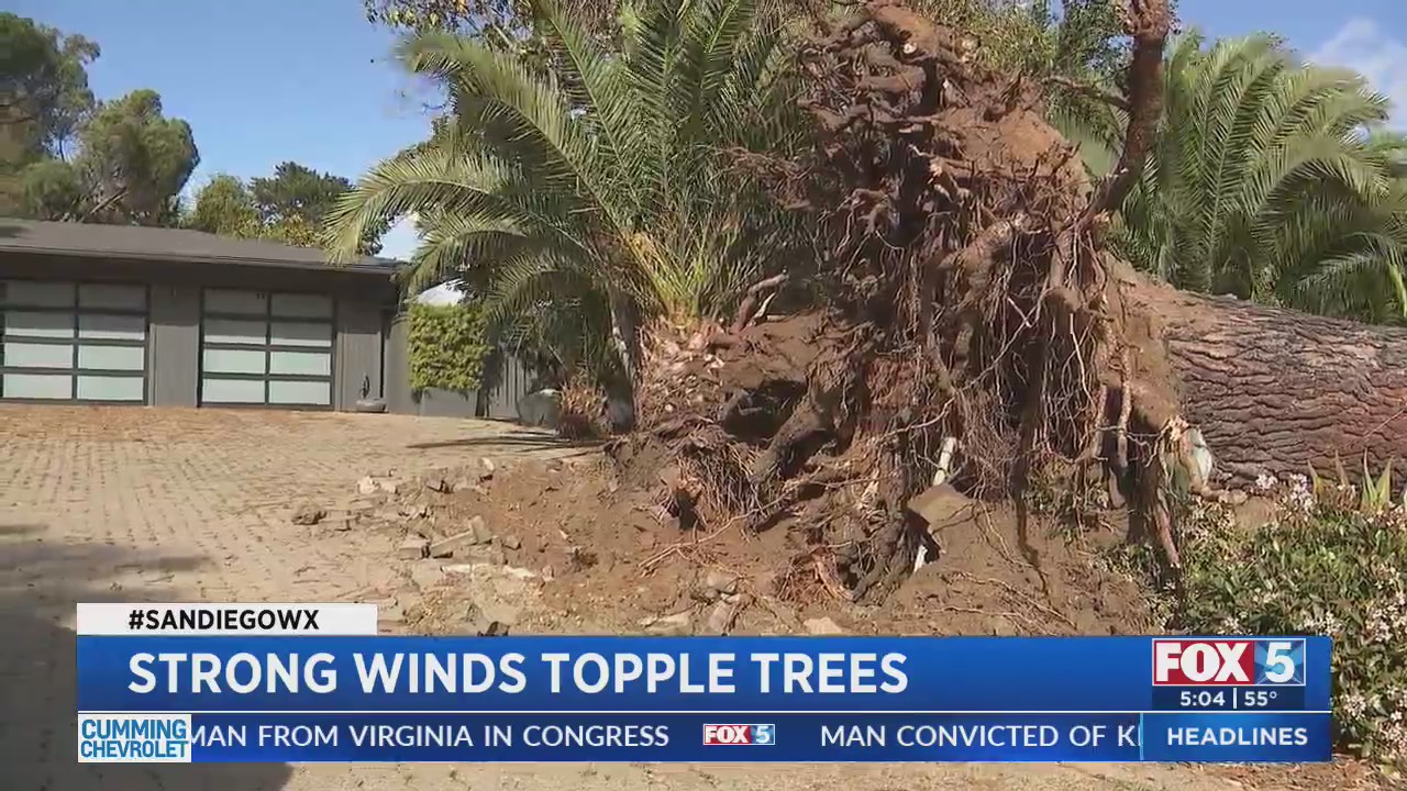 Strong Winds Topple Trees – FOX 5 San Diego & KUSI News