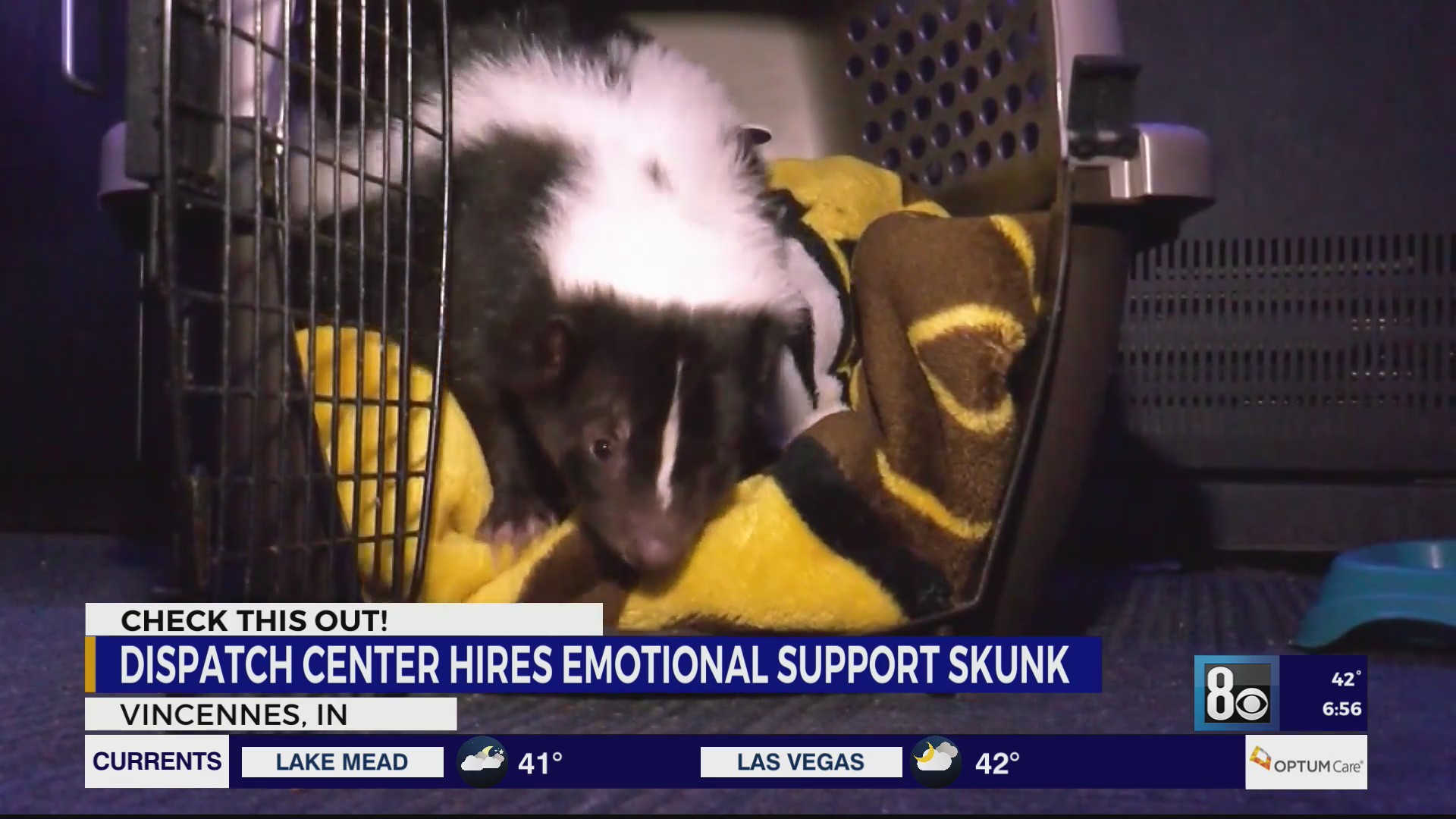 Dispatch center hires emotional support skunk – KLAS