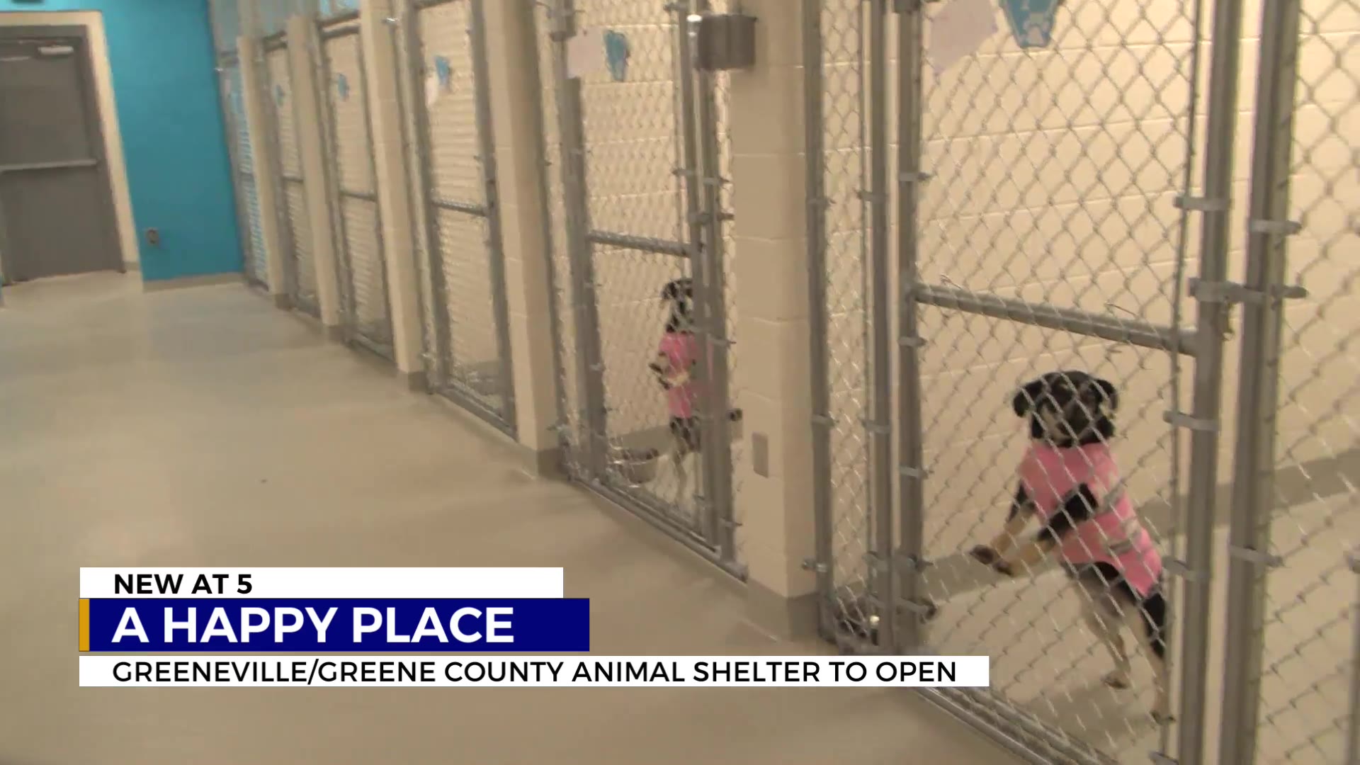 Greeneville Greene County Humane Society Wjhl Tri Cities News And Weather