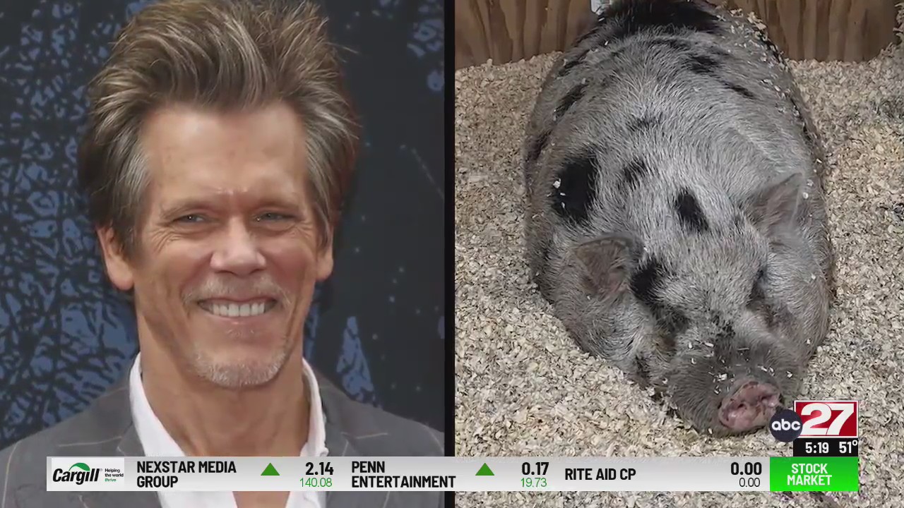 Runaway Pennsylvania pig Kevin Bacon caught after weeks on the run – ABC27