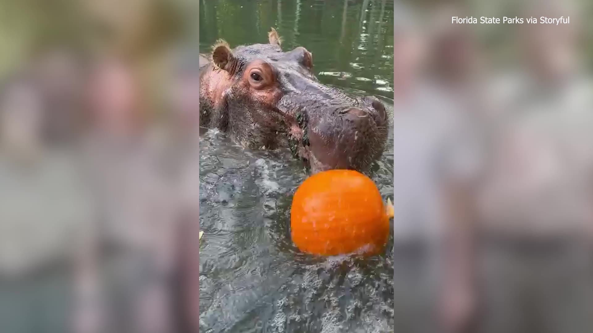 Retired movie star hippo munches on Thanksgiving Day treat at Florida ...