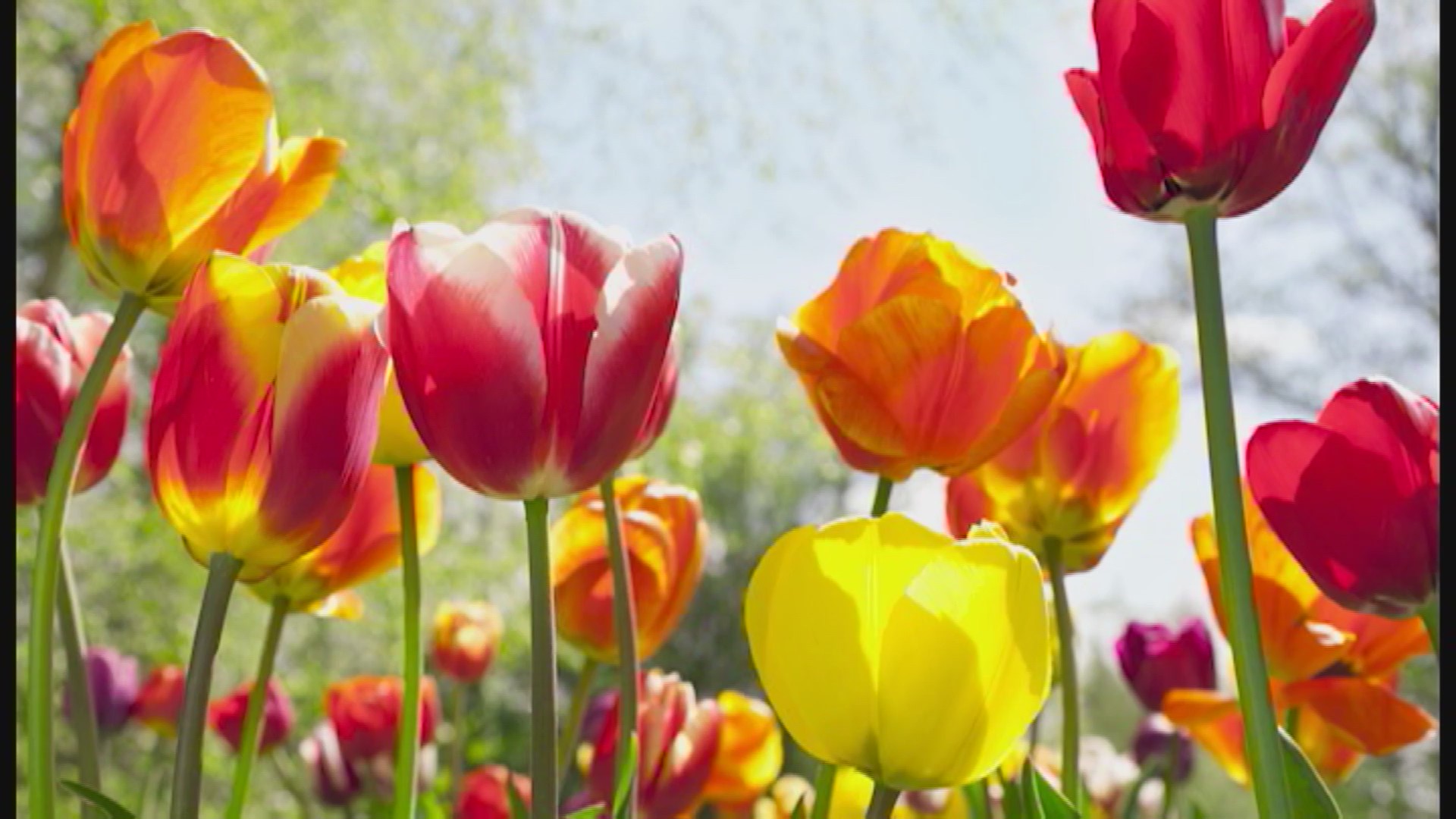 Weekend Gardening with Tim Joyce: When can Chicago start planting again ...