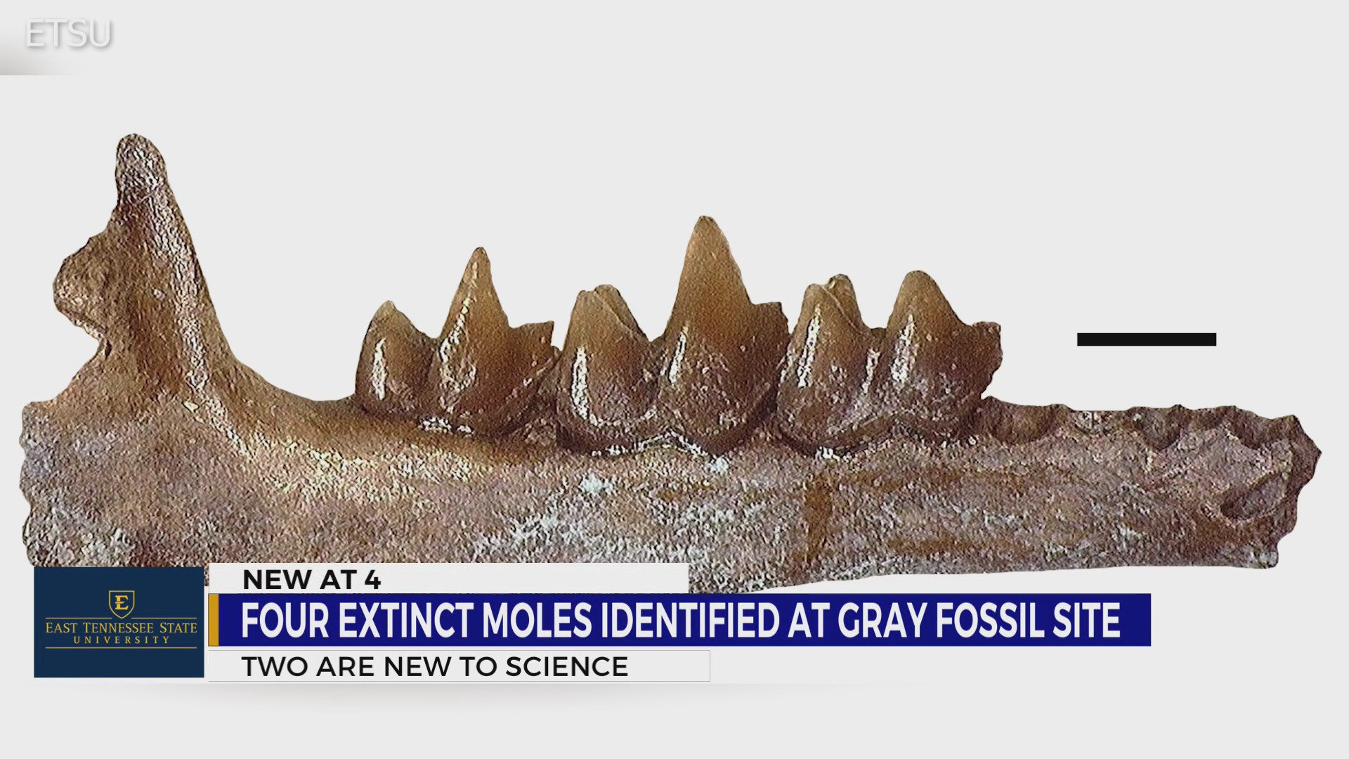 Researchers find extinct mole species at ETSU’s Gray Fossil Site – WJHL ...
