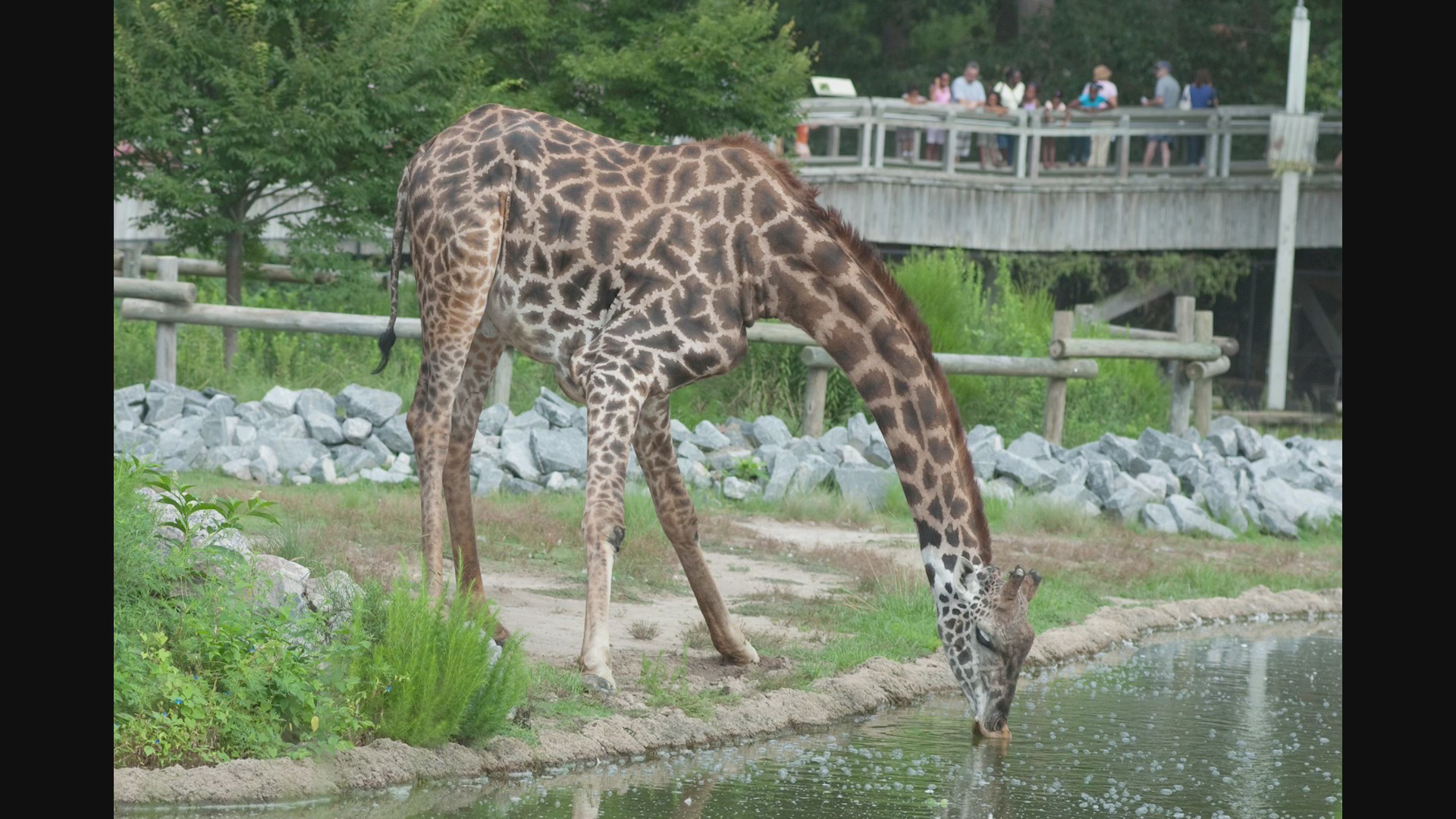 Virginia Zoo announces passing of Billy the Giraffe, zoo closed Monday ...