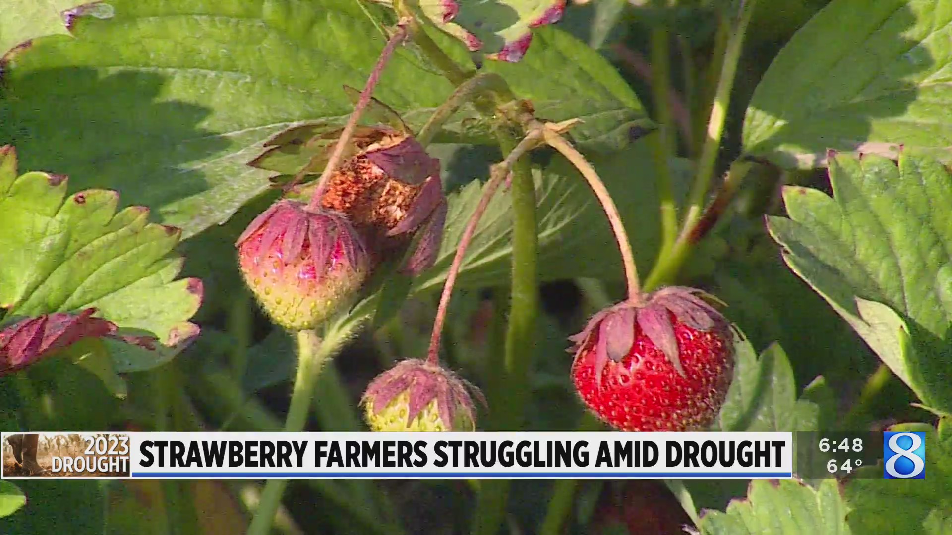 Strawberry farmers struggle amid drought – WOODTV.com