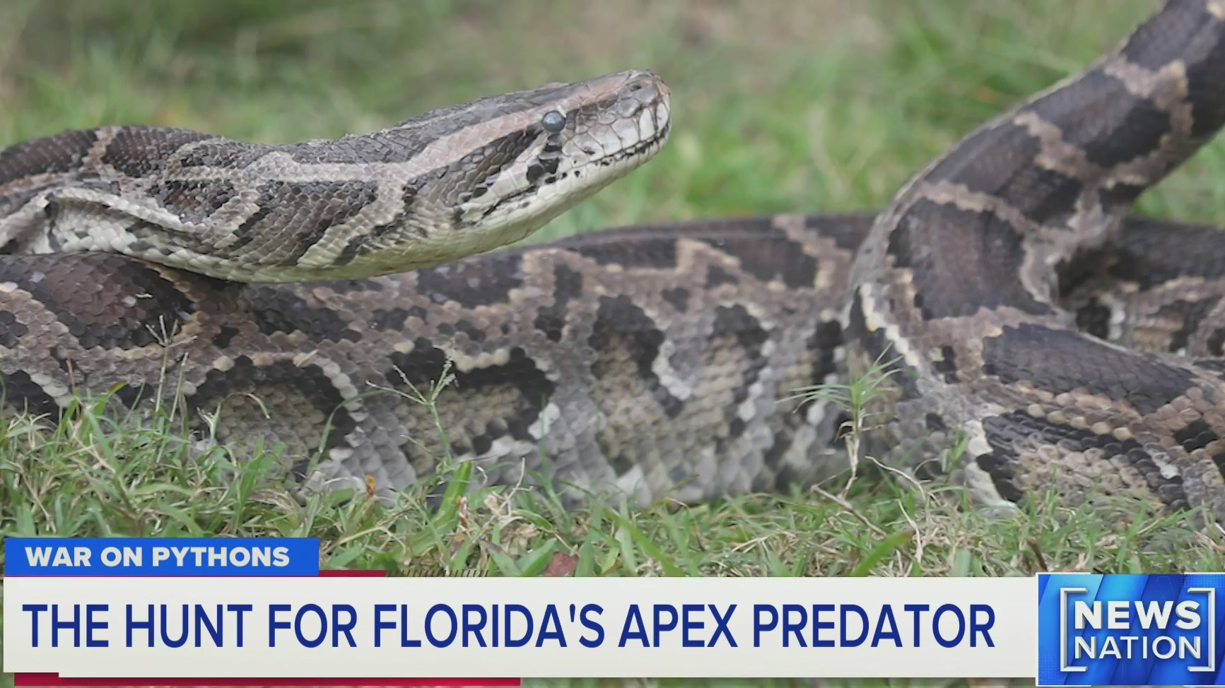 Meet the man leading Florida’s war on pythons | NewsNation Prime ...