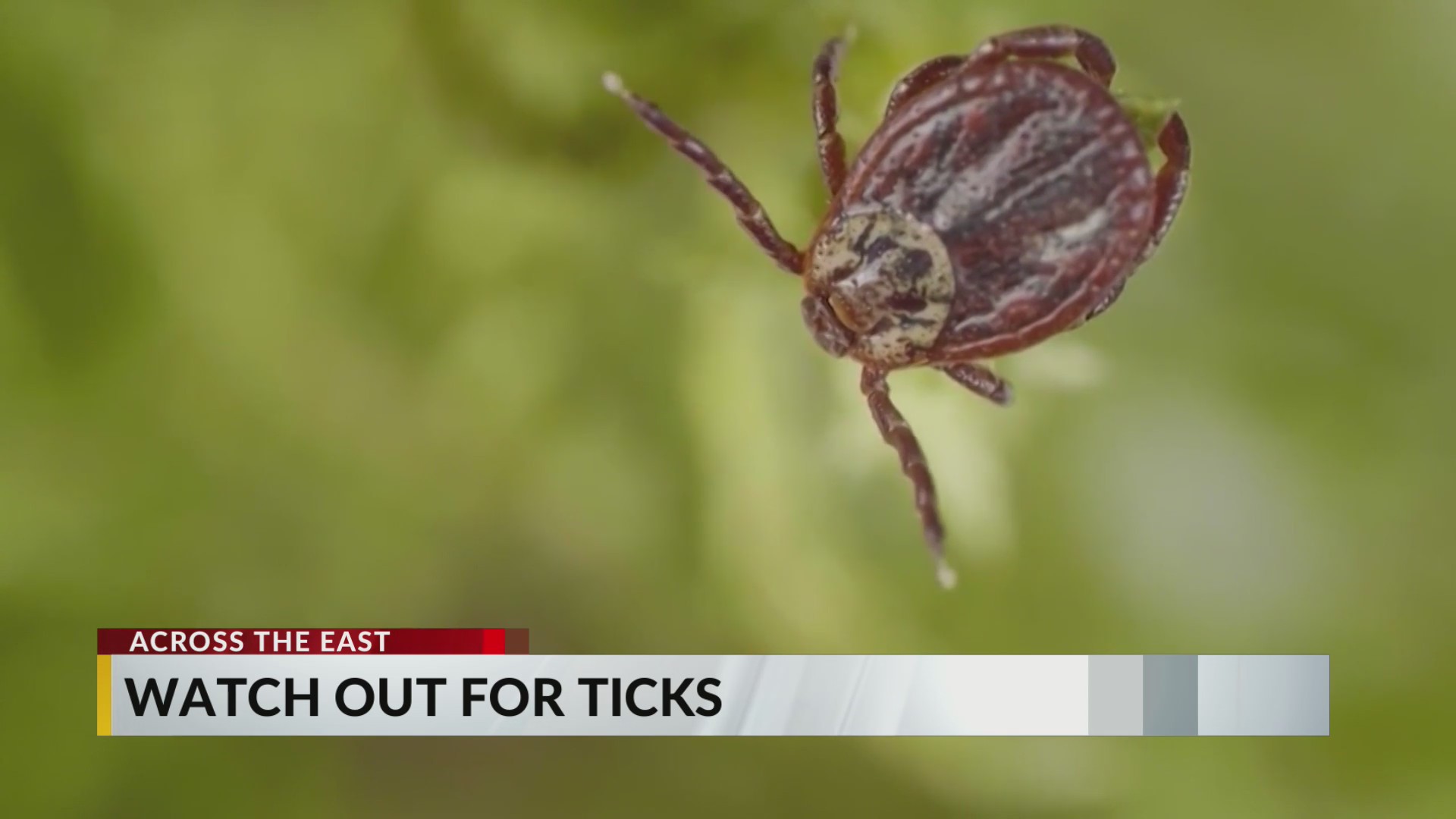 Tick season: ECU doctor shares what to watch for – WNCT