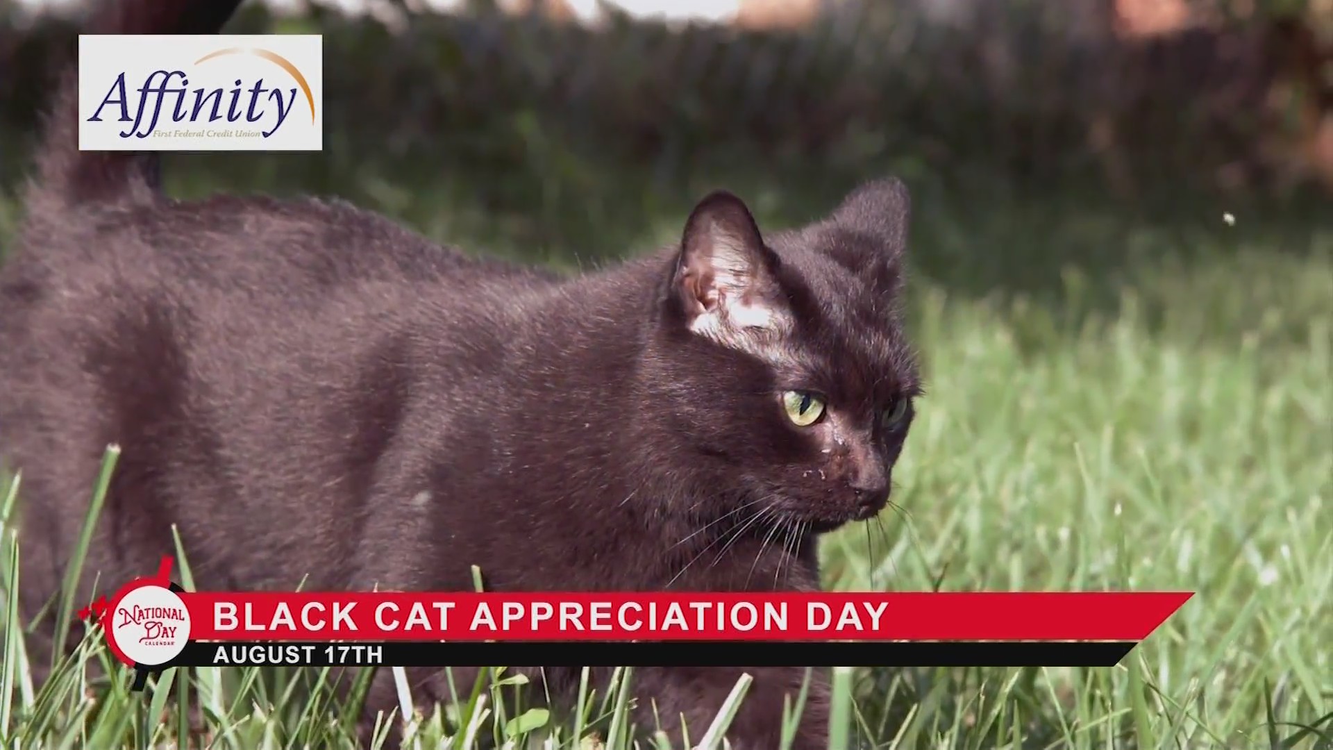 NATIONAL DAY CALENDAR: Black Cat Appreciation Day – KX NEWS