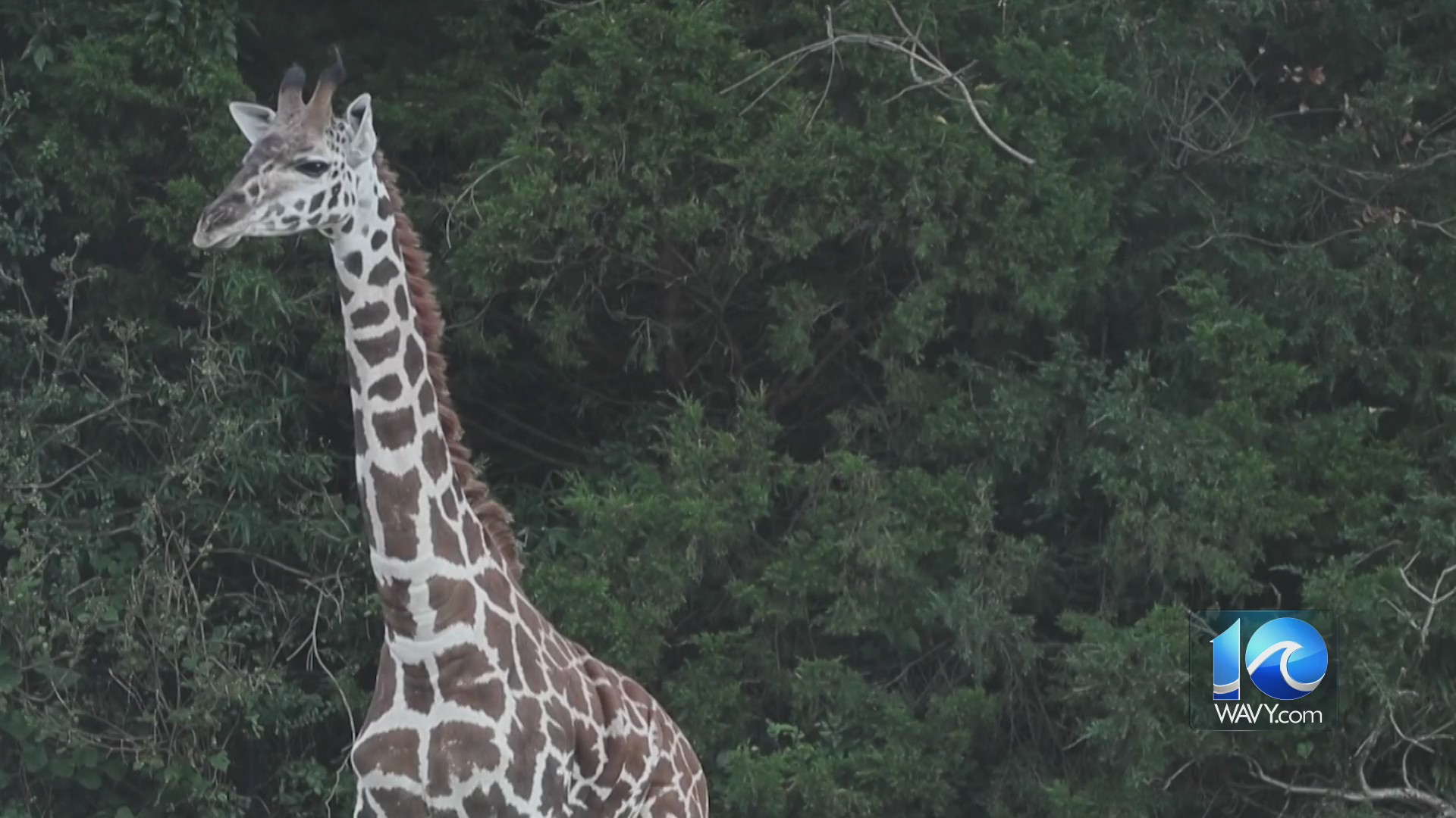 Giraffe at Virginia Zoo is moving to Florida – WAVY.com