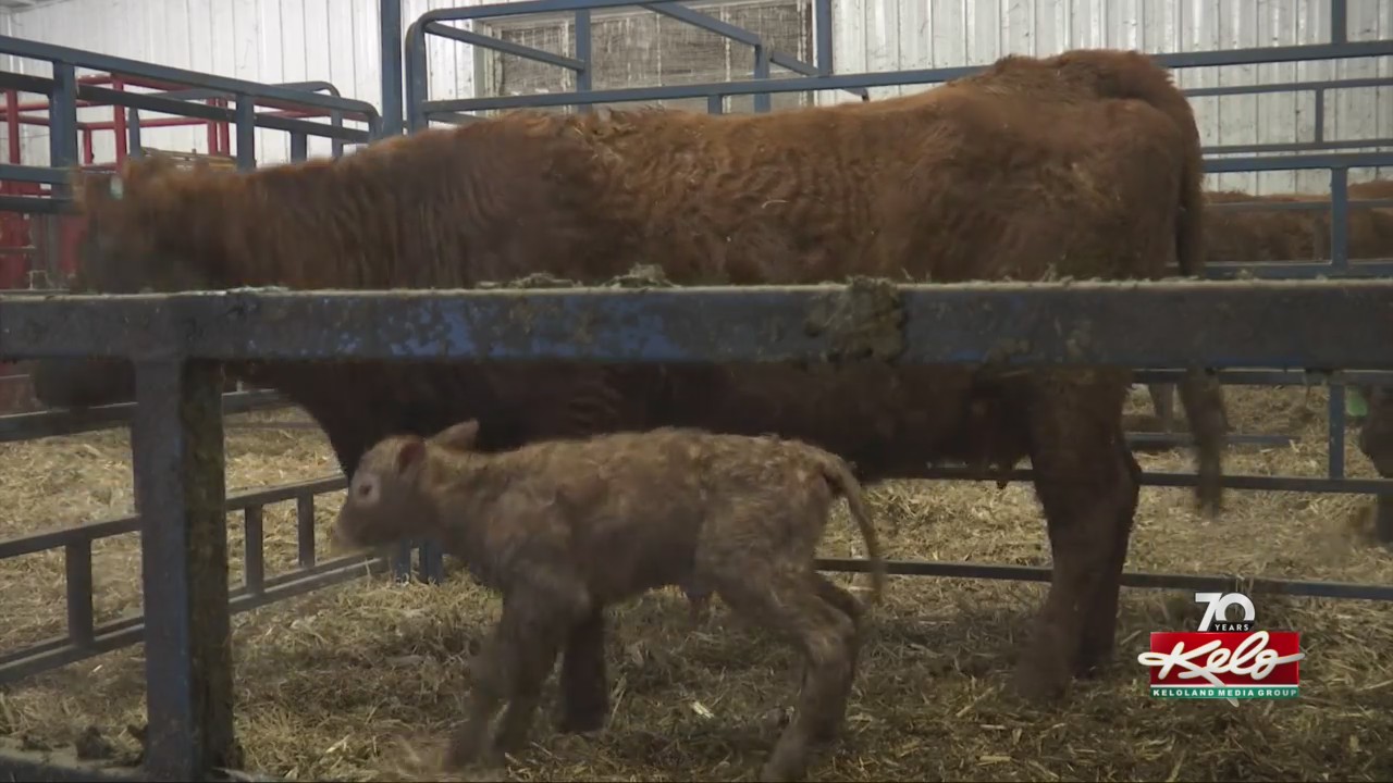 Cow Cam brings thousands of viewers inside the barn – KELOLAND.com
