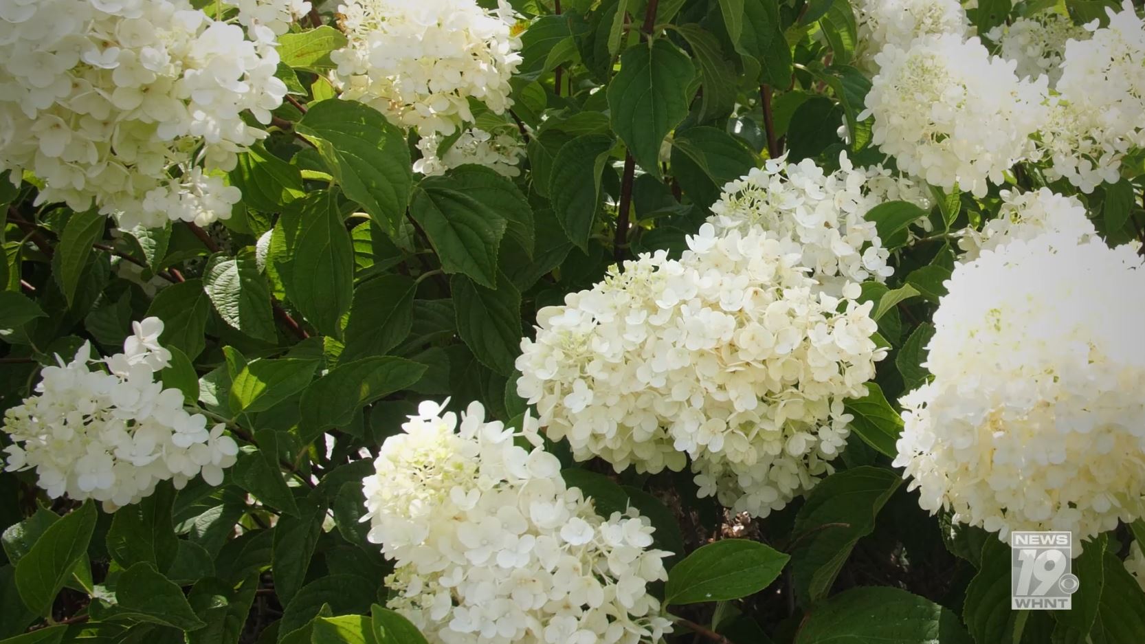 Garden Tips: Panicle Hydrangea – WHNT.com
