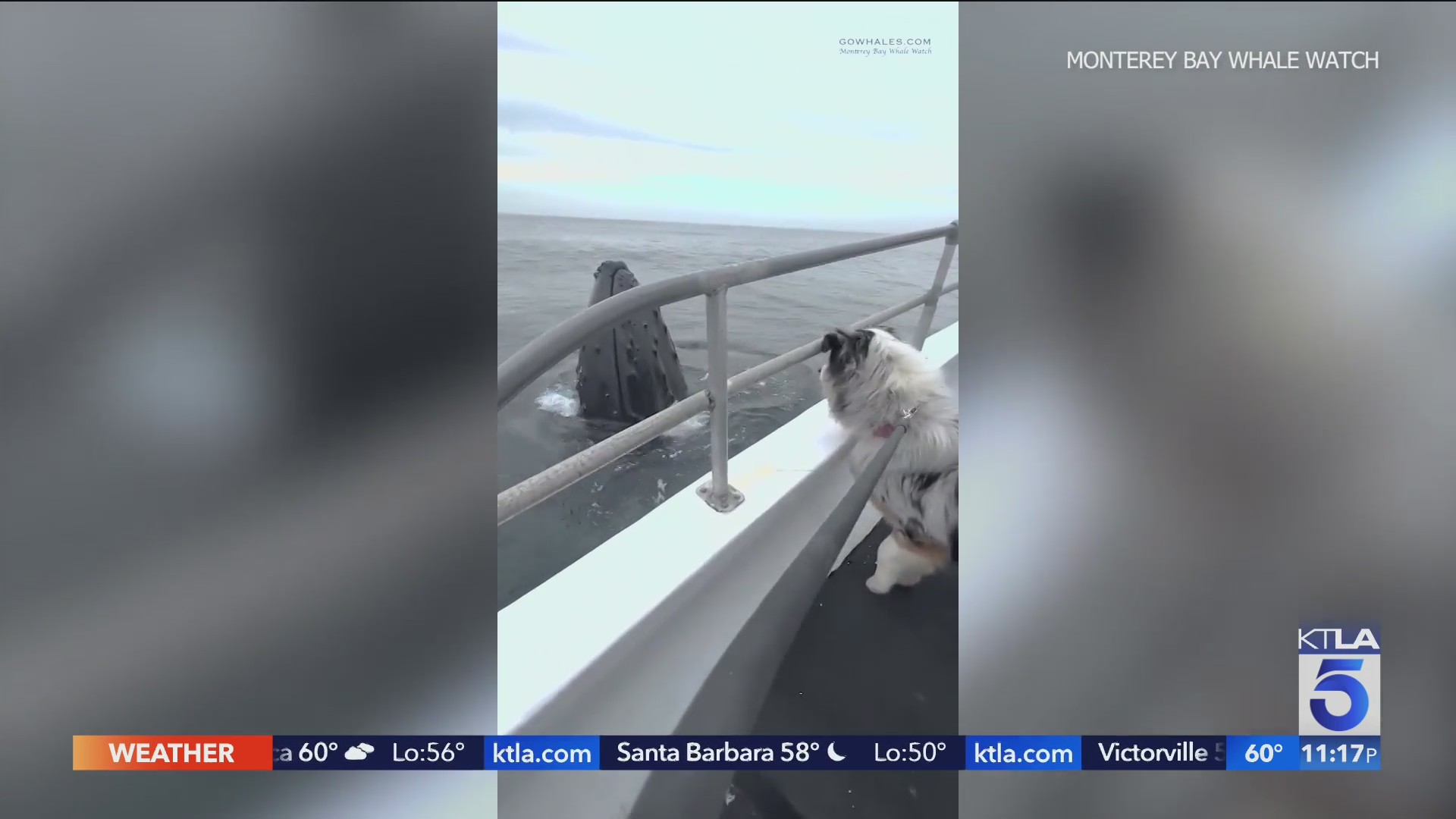 Dog meets friendly whale on whale watching excursion in Monterey Bay – KTLA