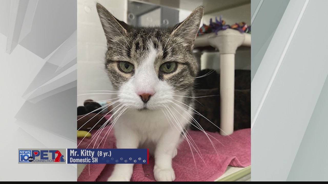 Mr. Kitty – NEWS10 ABC