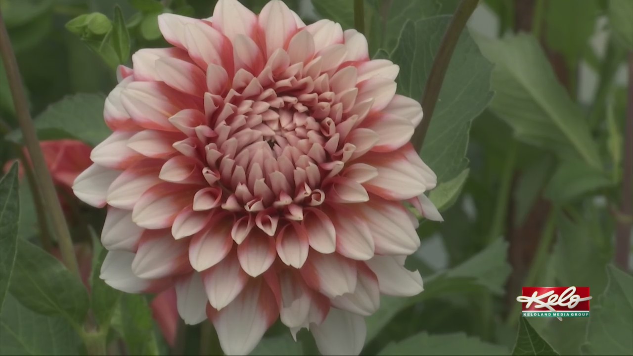 Getting a glimpse of the flowers at Pixie Acres – KELOLAND.com