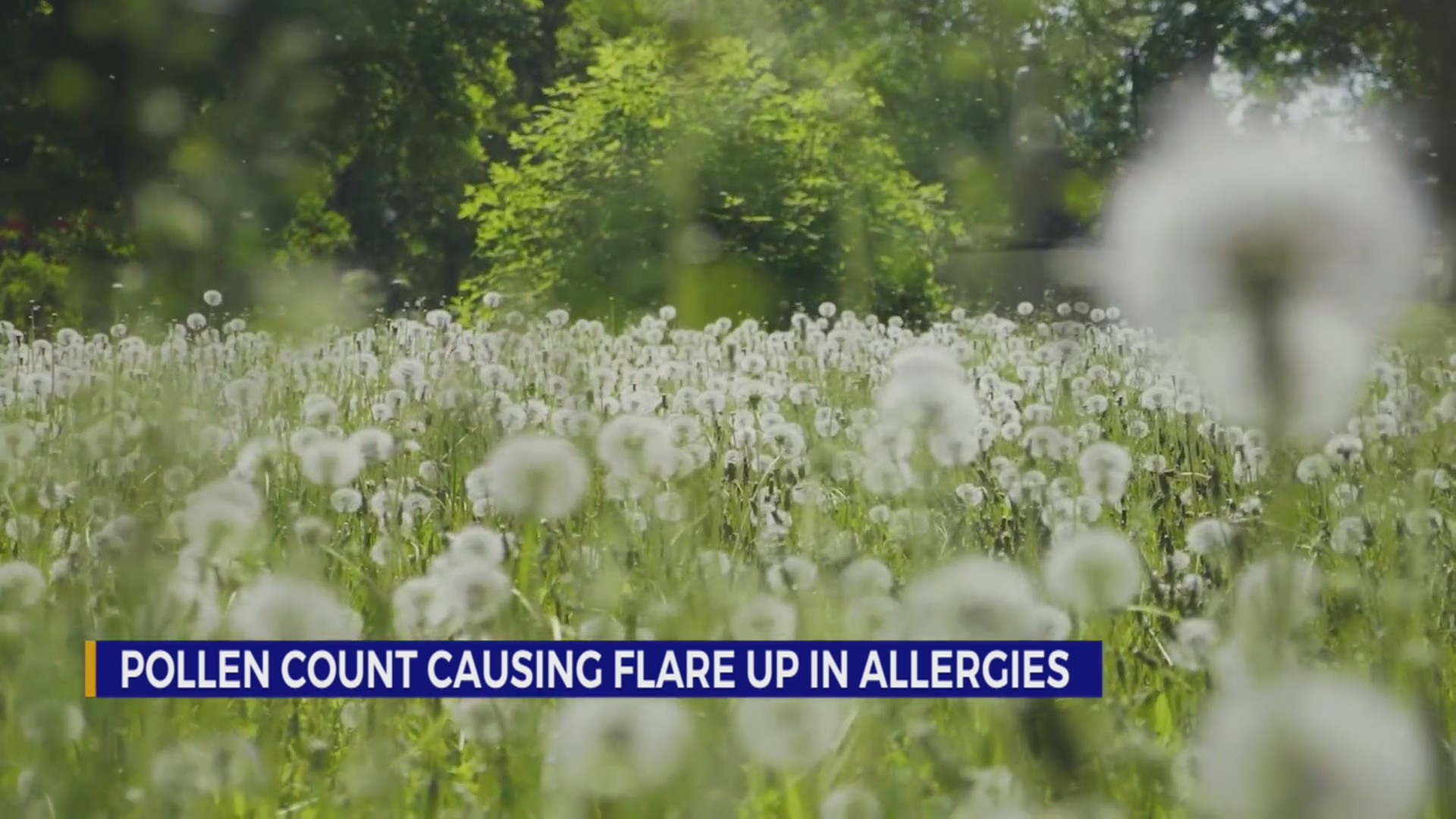 Pollen count causing flare up in allergies in TN – WKRN News 2