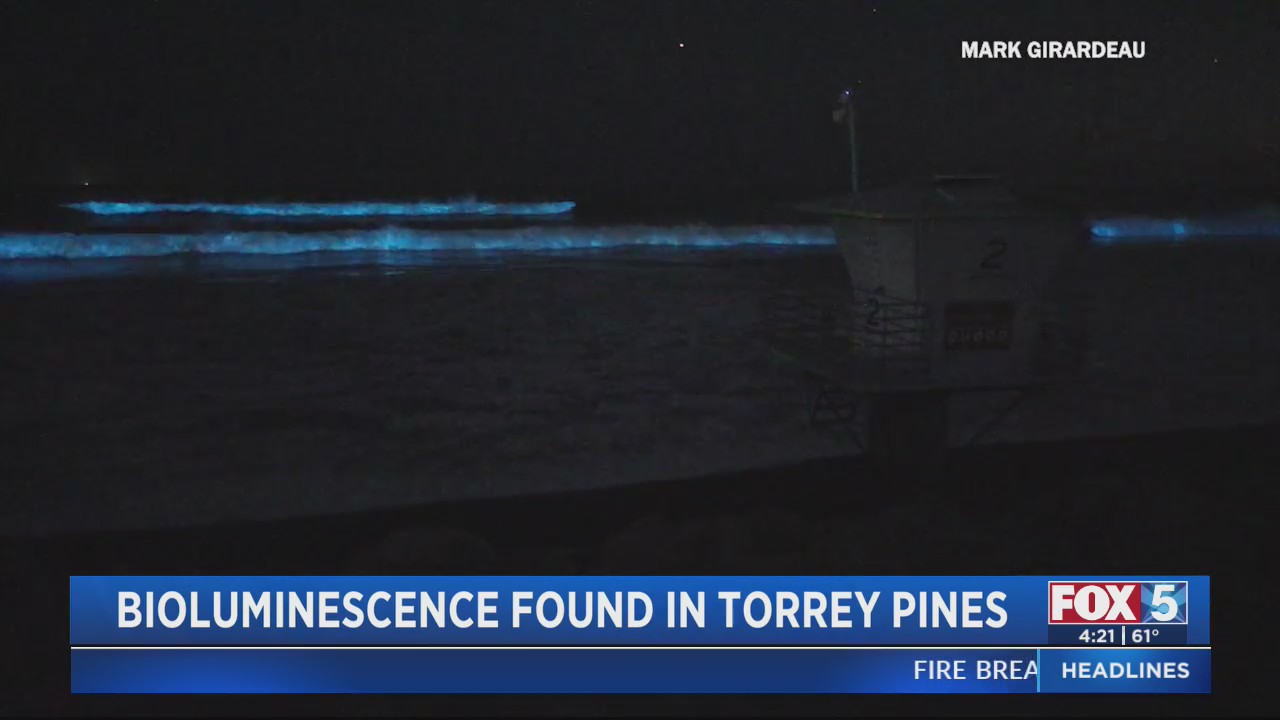 WATCH: Bioluminescent Waves Crash At Torrey Pines Beach – FOX 2