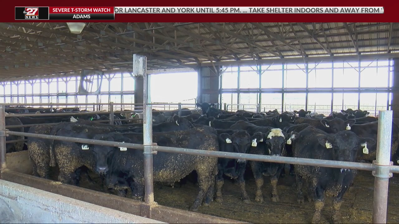 Livestock and crops face heat wave, what are the affects? – PAhomepage.com