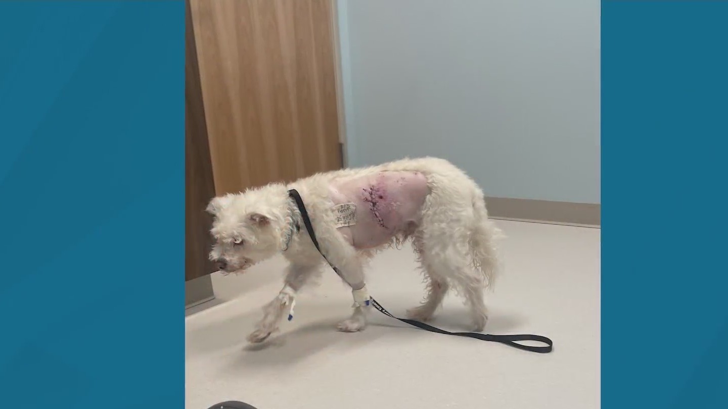 Pit bull that bit Portland chef suspected in second attack – KOIN.com