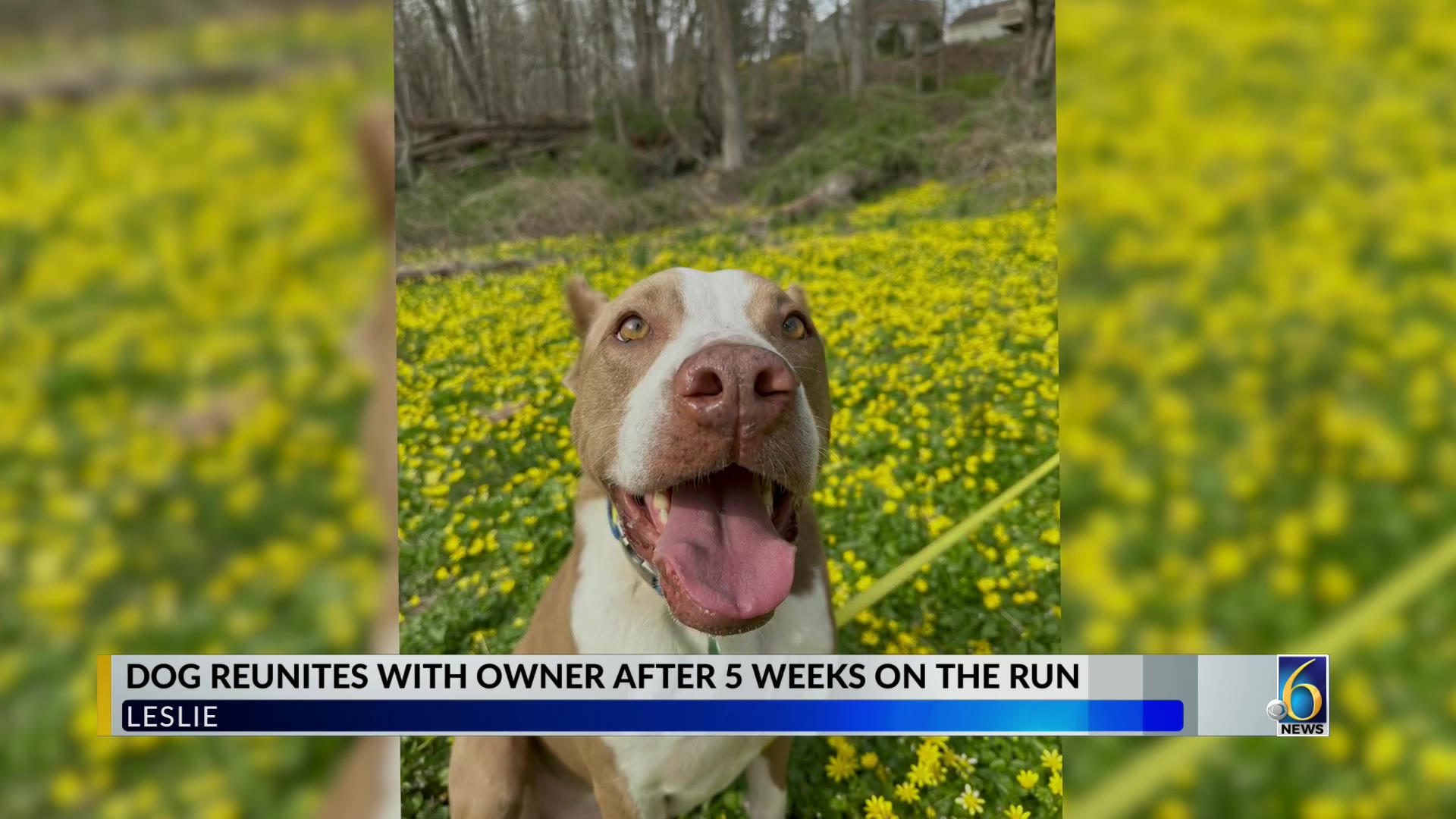 Dog back home after a month on the run – WLNS 6 News