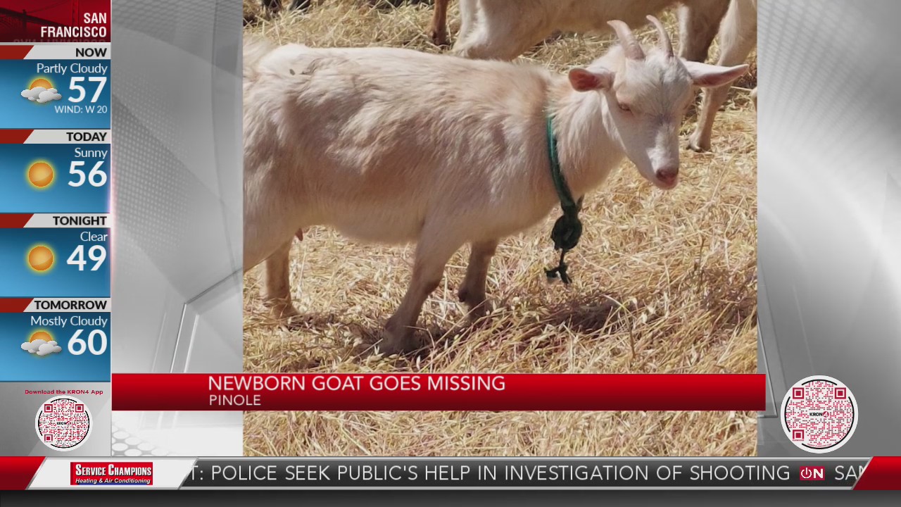 Newborn goat goes missing, allegedly stolen in Pinole – KRON4
