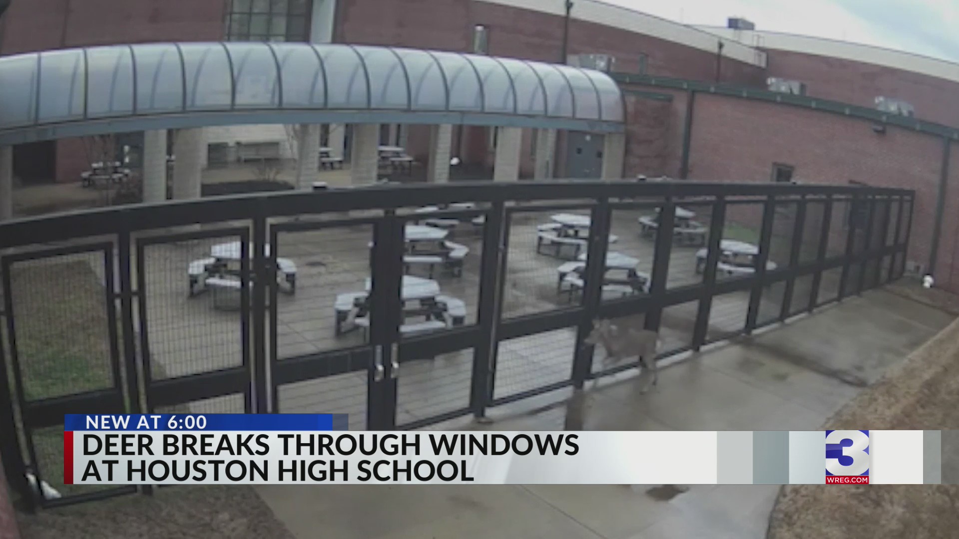 Deer smashes its way into classrooms at Houston High School – WREG.com