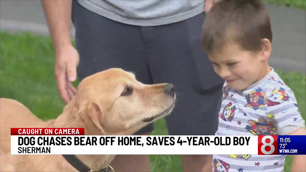 VIDEO: Dog chases bear away from boy in Sherman – WTNH.com