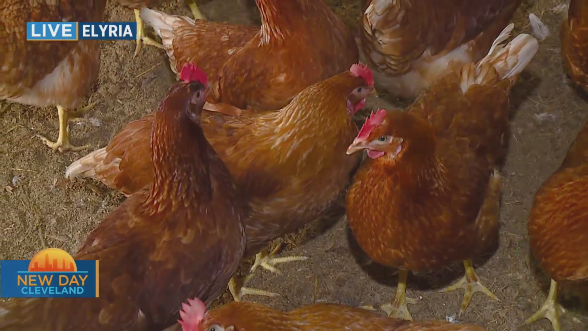 New Day Cleveland: Fowl’s Farm Market – Fox 8 Cleveland WJW