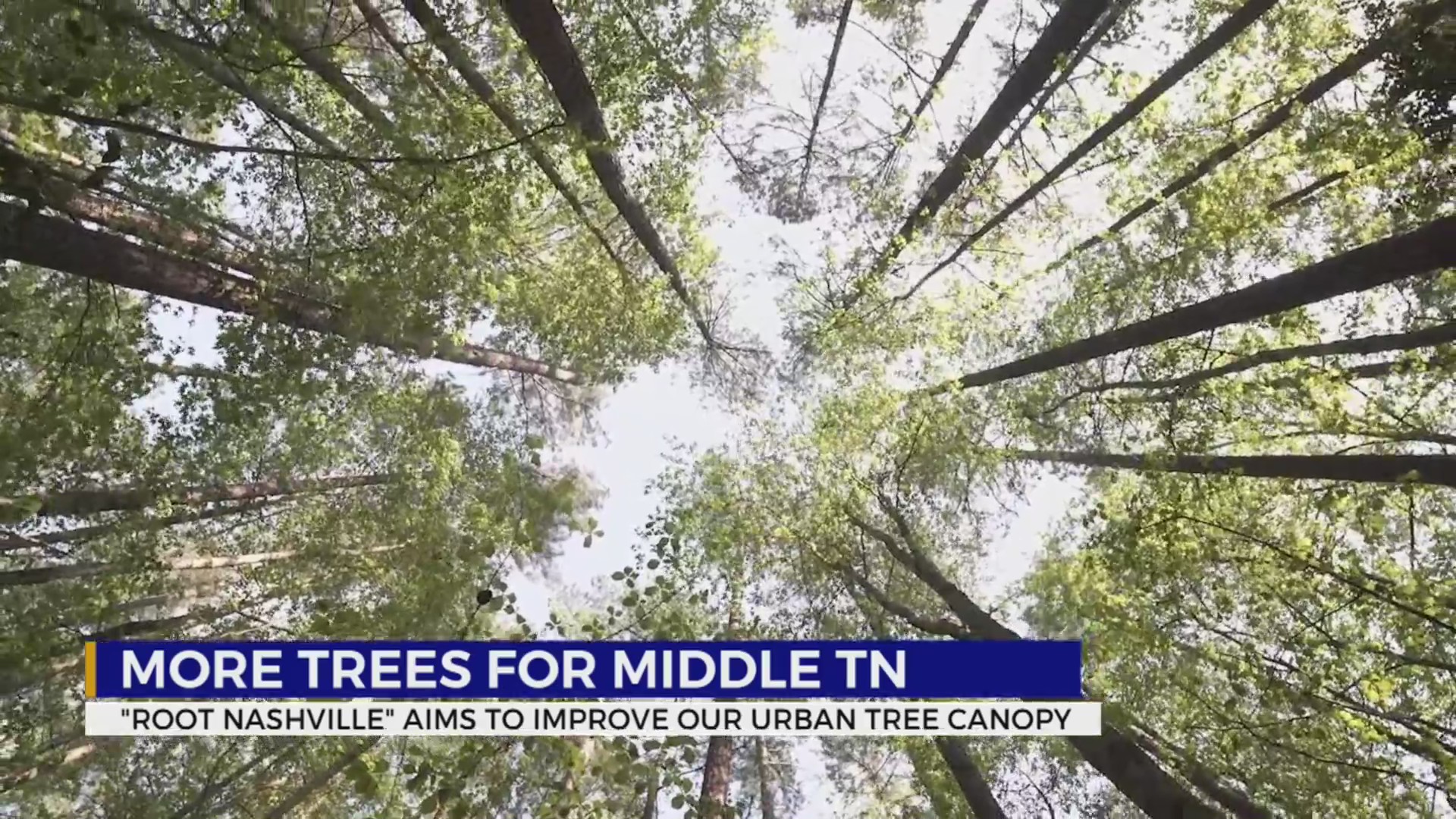More trees for Middle Tennessee – WKRN News 2