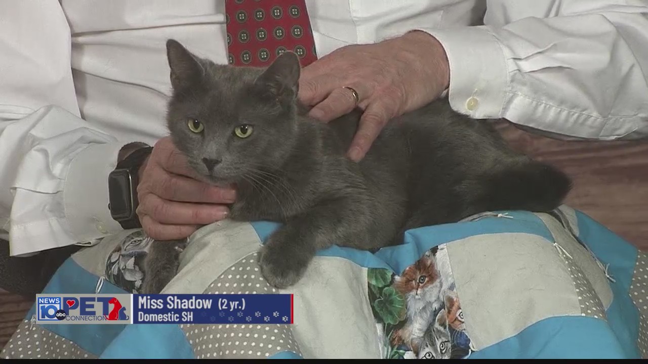 Miss Shadow – NEWS10 ABC