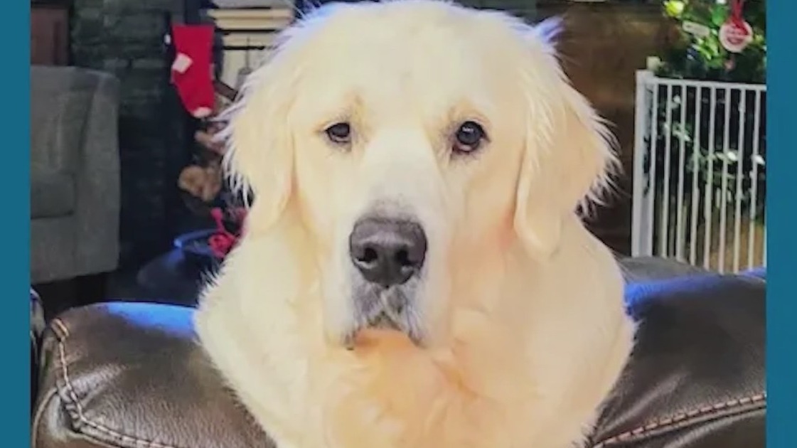 Woman accused of animal cruelty after dog shot in the head ‘execution ...