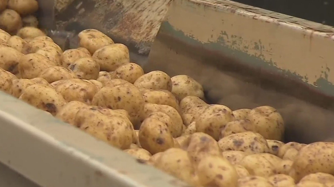 Celebrating Easter with Oregon potatoes – KOIN.com