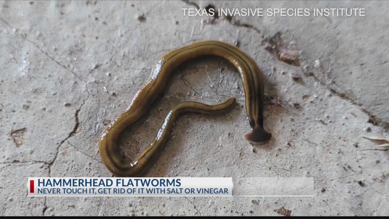 Hammerhead Flatworms in East Texas: What to do if you see one – KETK ...