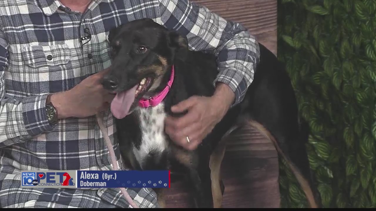 Alexa – NEWS10 ABC