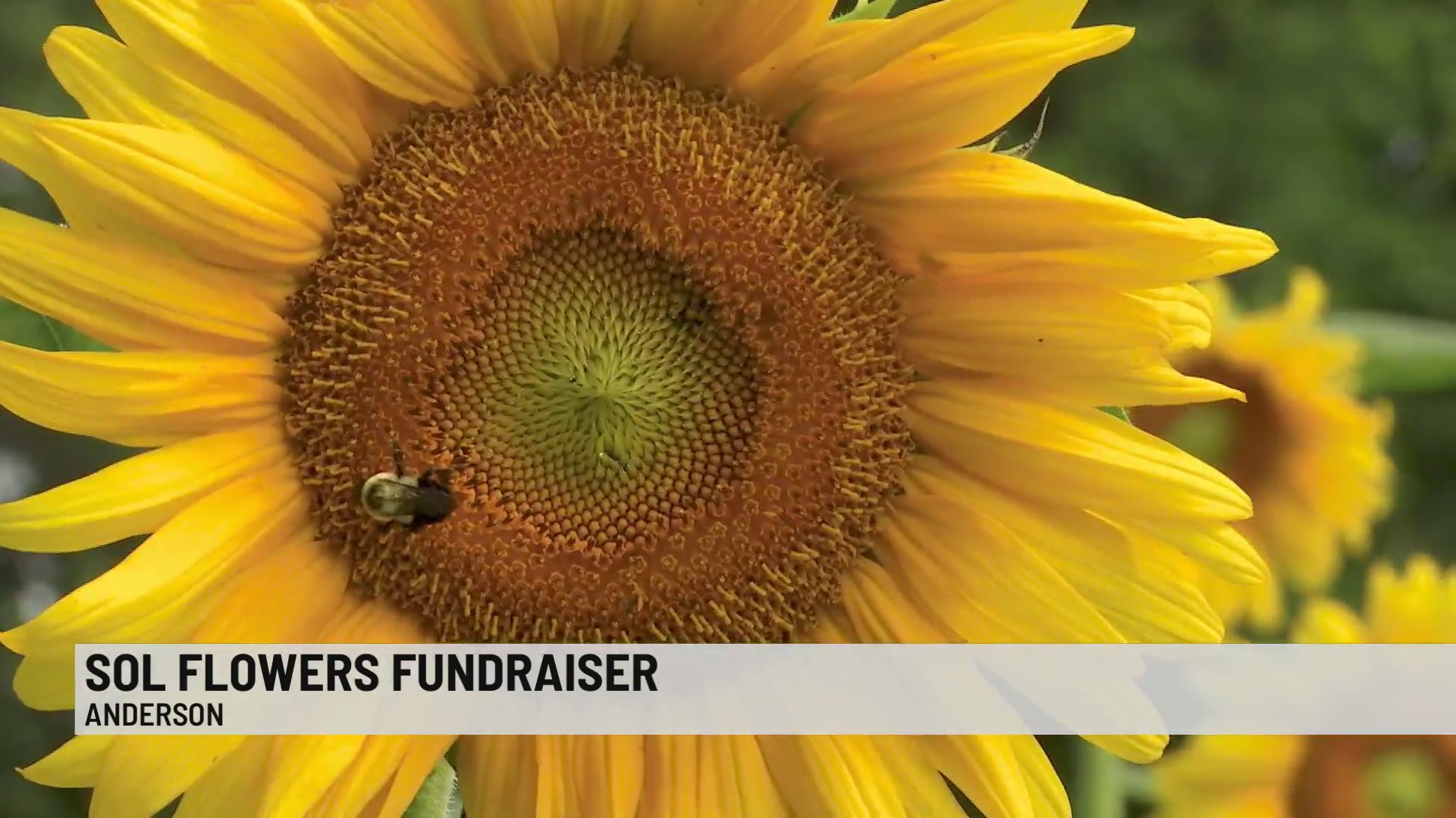 SOL Flowers “Good for the Soul” Festival and Fundraiser – WSPA 7NEWS