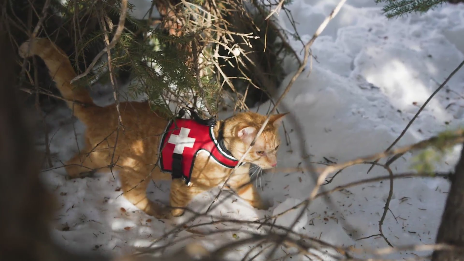 April Fools’ jokes: An avalanche cat in Purgatory – FOX31 Denver