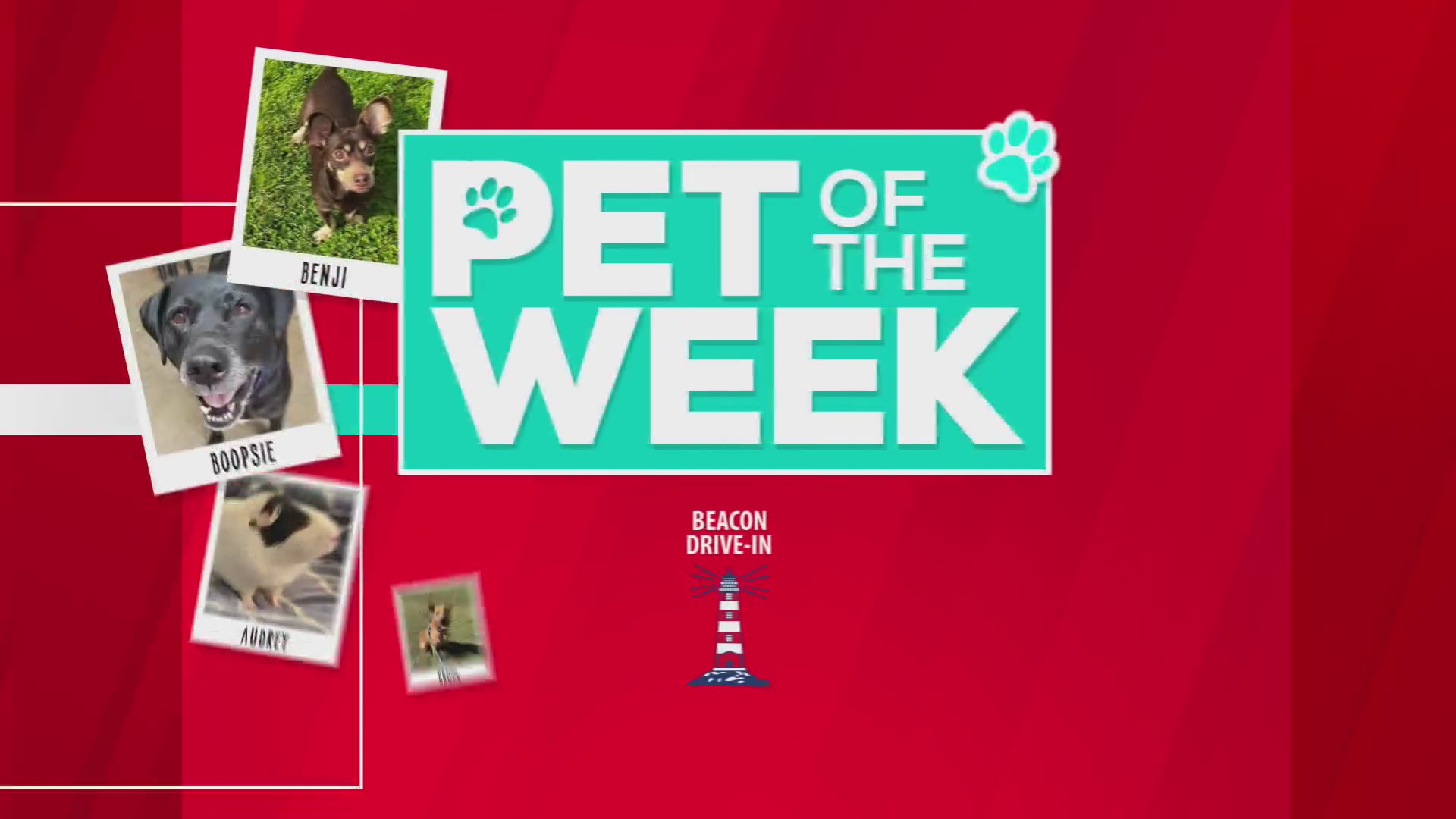 Pet of the Week: Nicole – WSPA 7NEWS