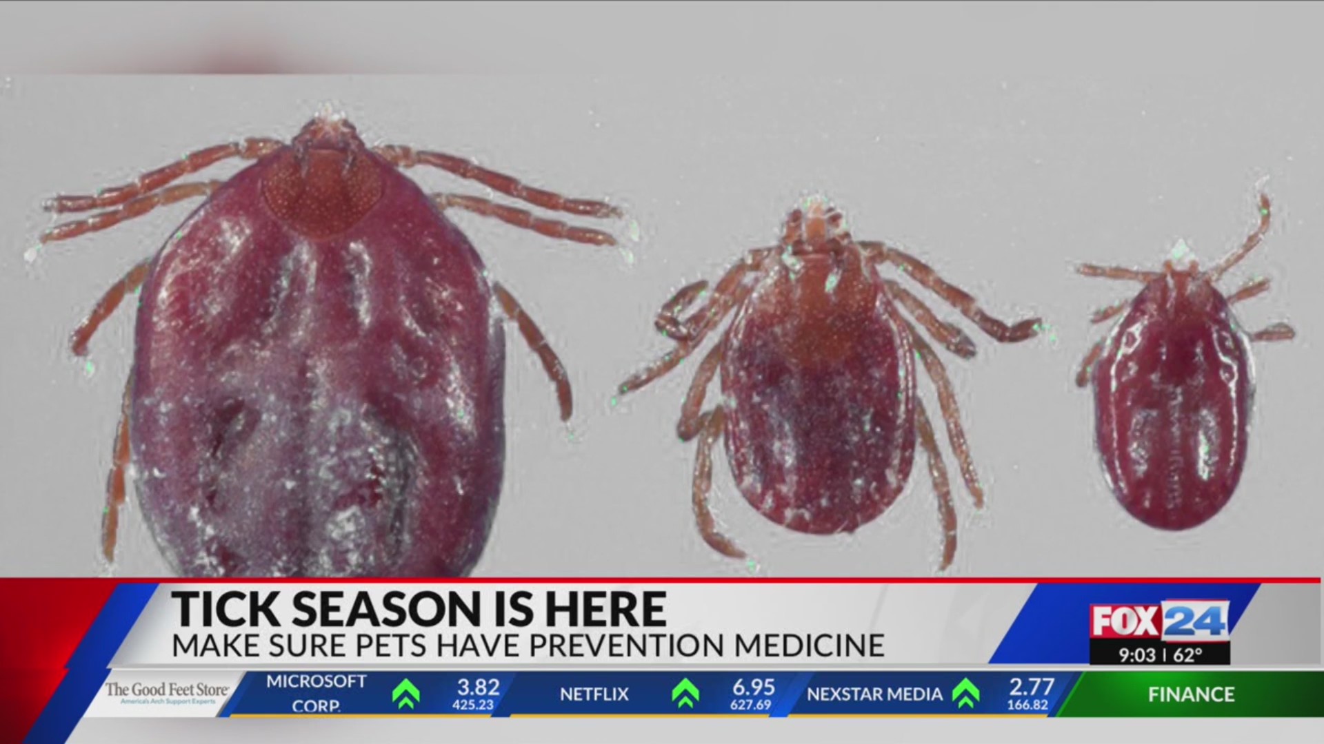 Veterinarian gives advice on how to combat ticks, bobcat fever – KNWA FOX24