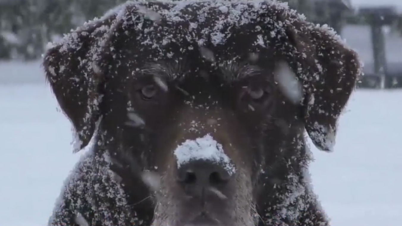 Ruff City dog park, social club comes to Portland – KOIN.com