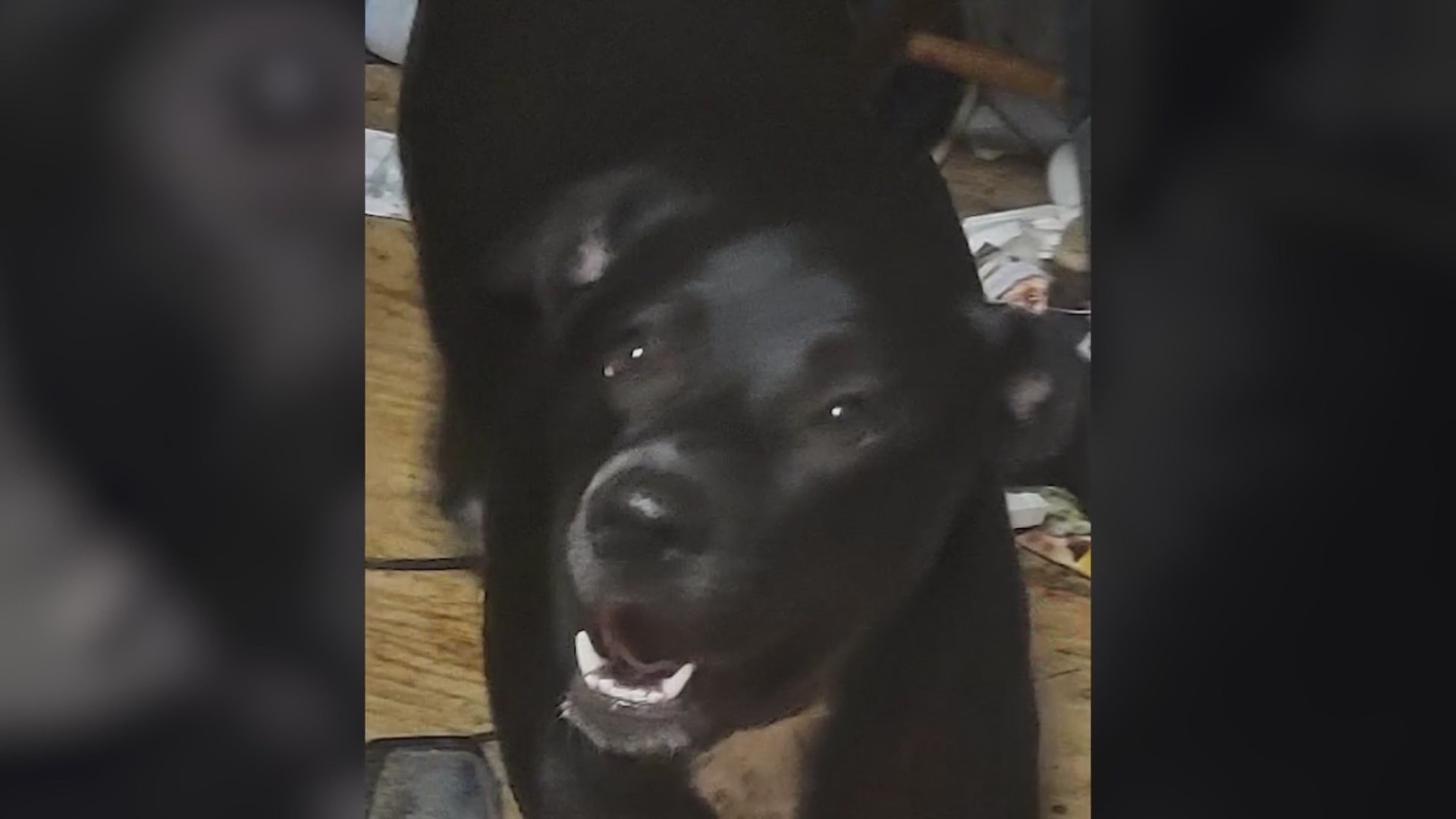 Can you help track down this Aurora dog? – FOX31 Denver