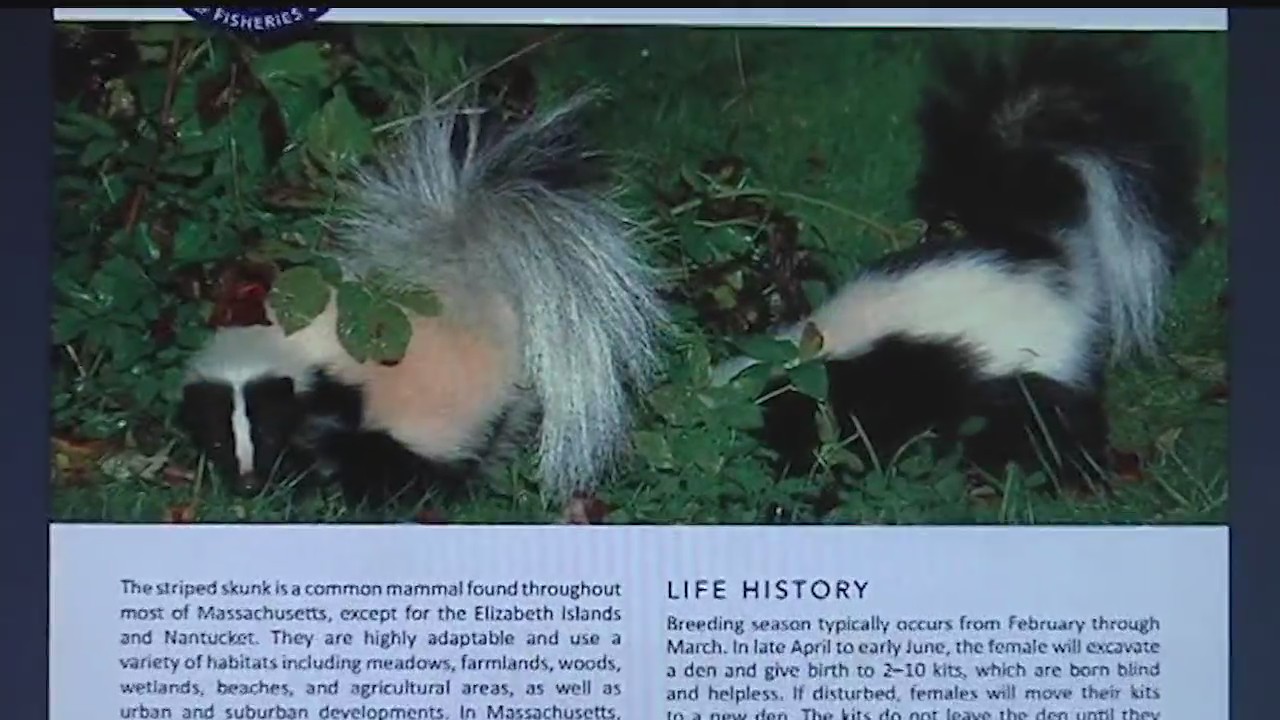 Keep sick raccoons and skunks from hurting your pet – WKBN.com