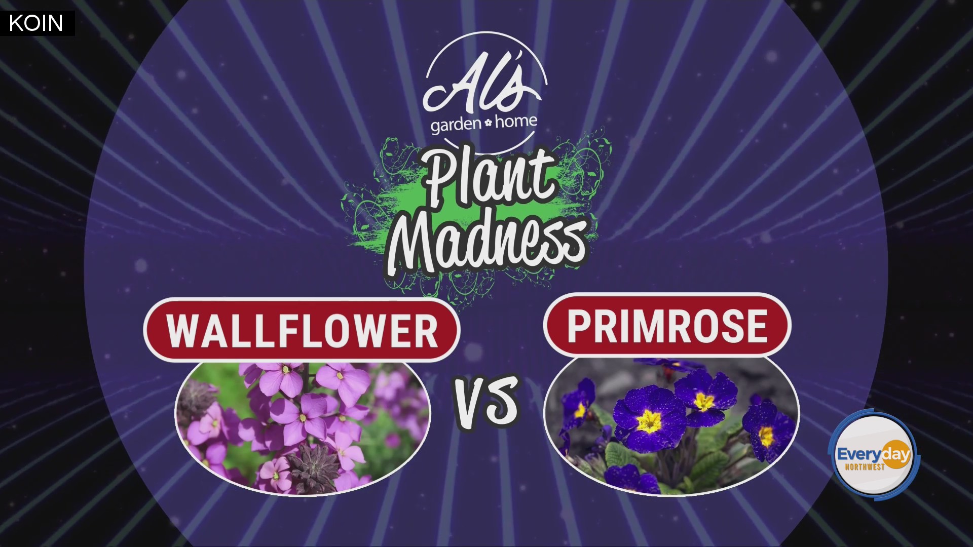 Plant Madness Round 2: Wallflower vs. Primrose – KOIN.com