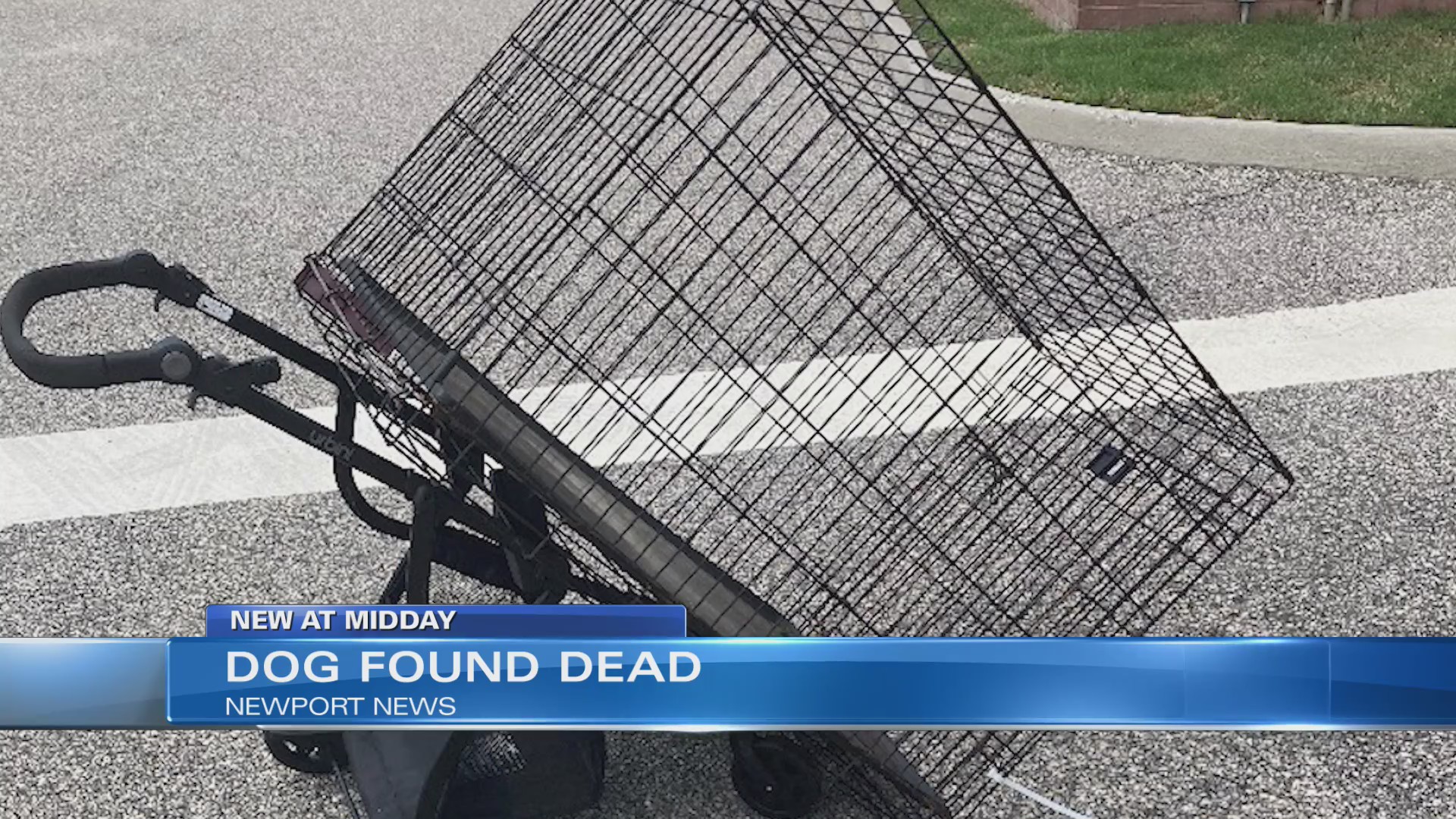 Cane Corso found dead in Newport News; animal cruelty suspected – WAVY.com