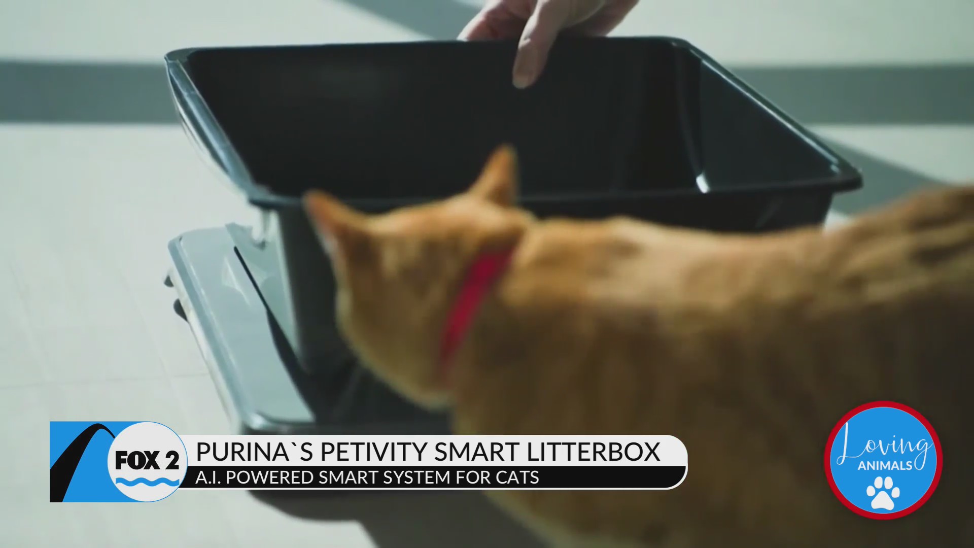 Petivity Smart Litter Box Monitor from Purina is the perfect system for ...