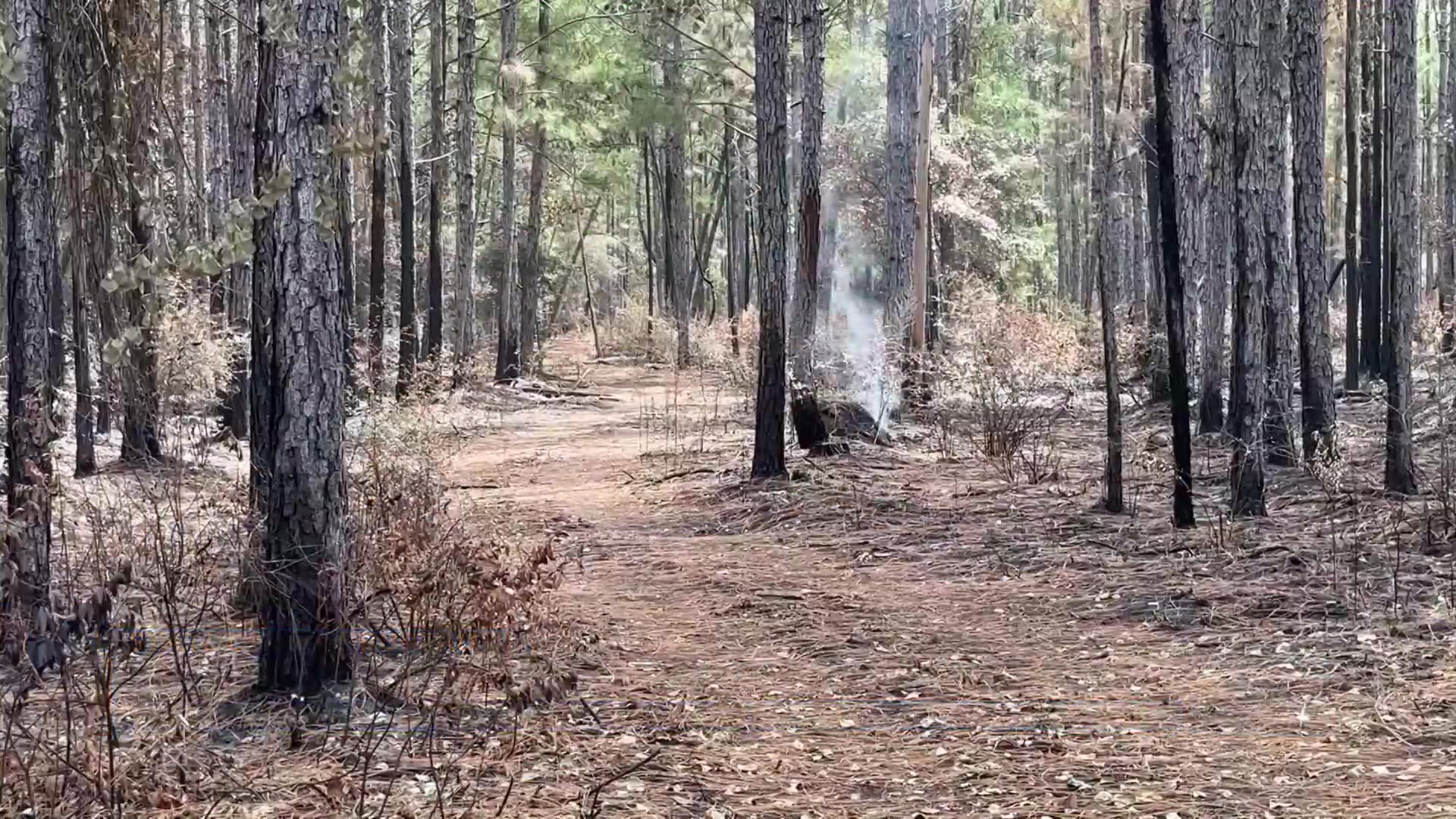 Statewide Fire Alert remains in effect in Alabama as dry conditions ...