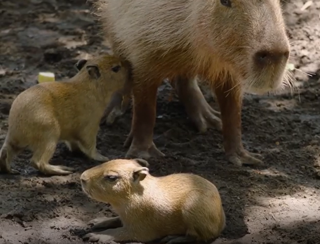 Four Capybara Cubs born at San Diego Zoo – WNCT