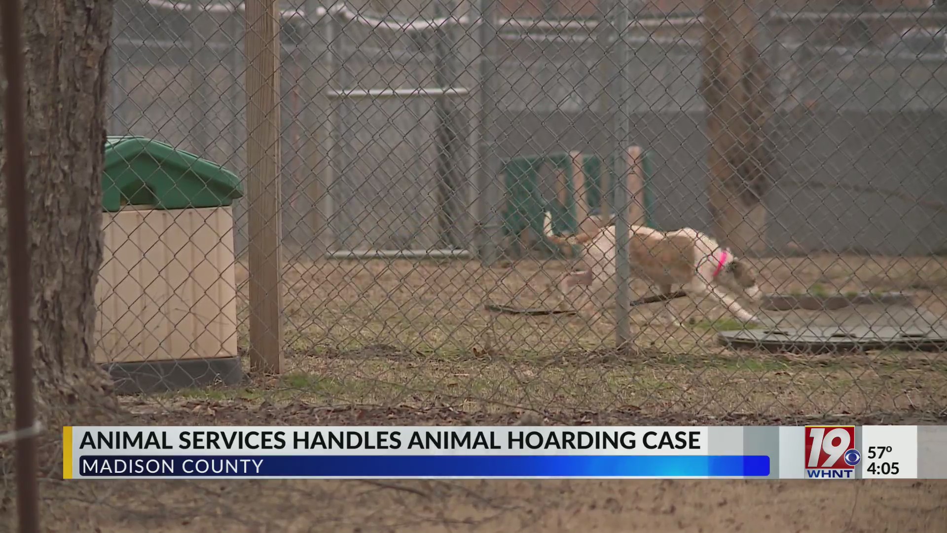 Animal Services handles animal hoarding case- January 23. 2024-News 19 ...