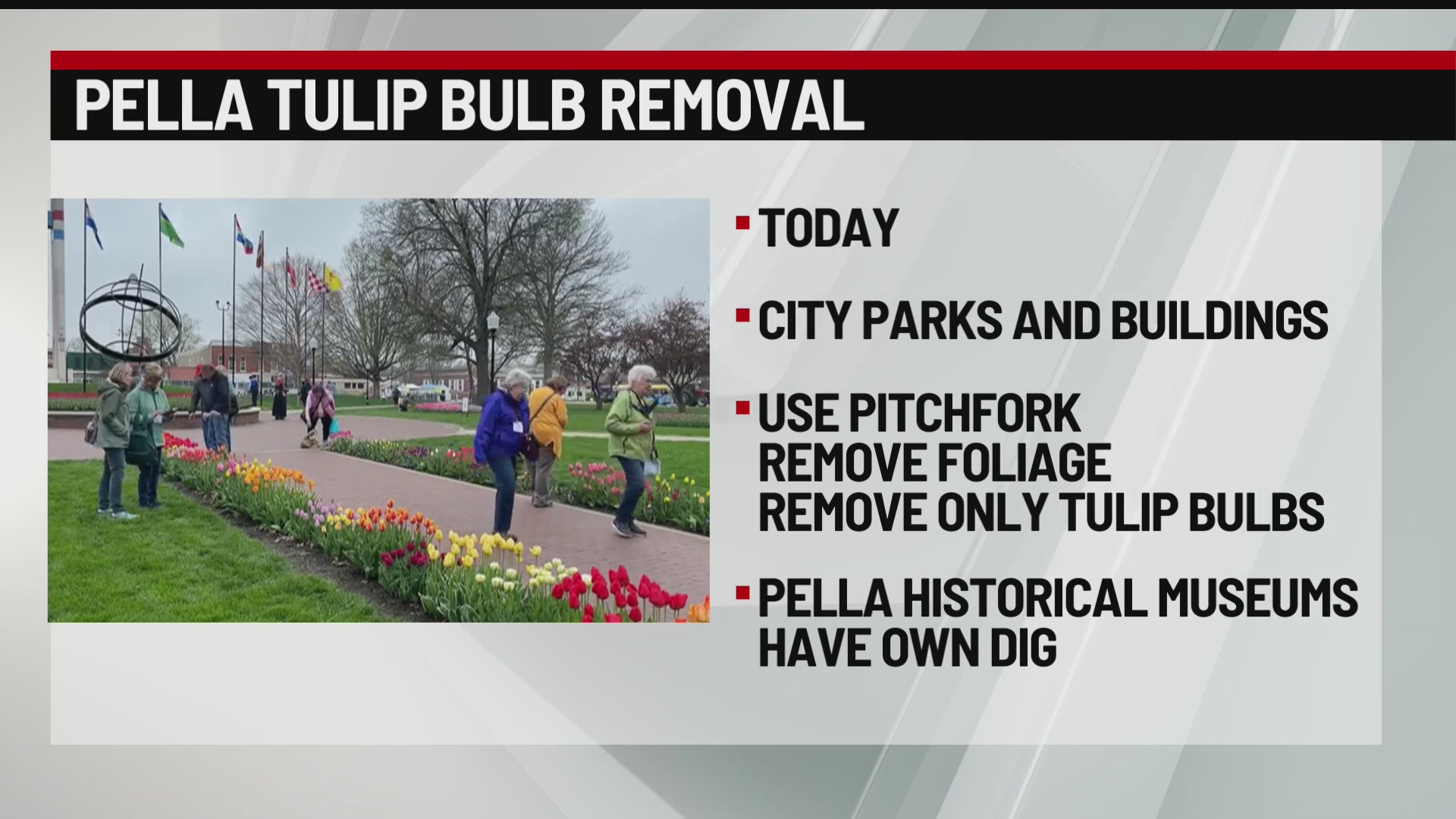 How to bring Pella’s Tulip Time home to your garden — for free – who13.com