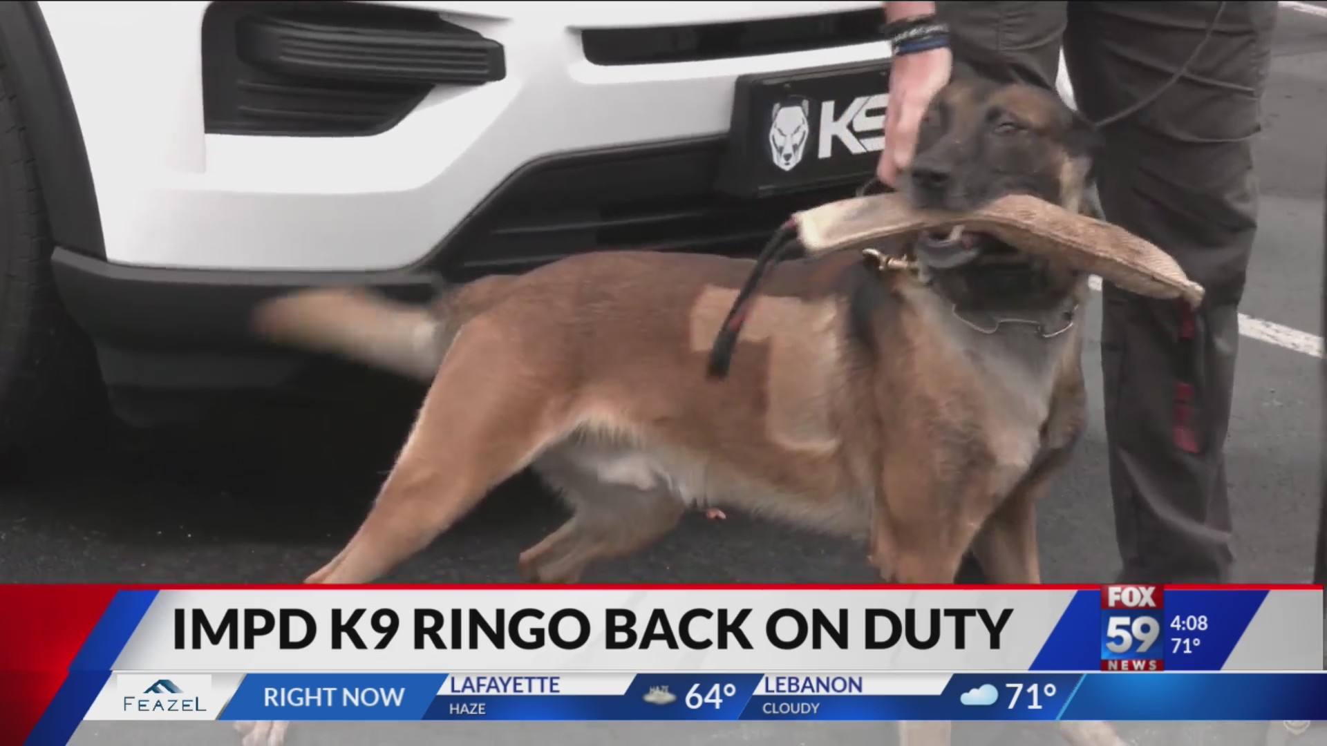 K9 Ringo back on duty after being stabbed 3 times, IMPD says – Fox 59