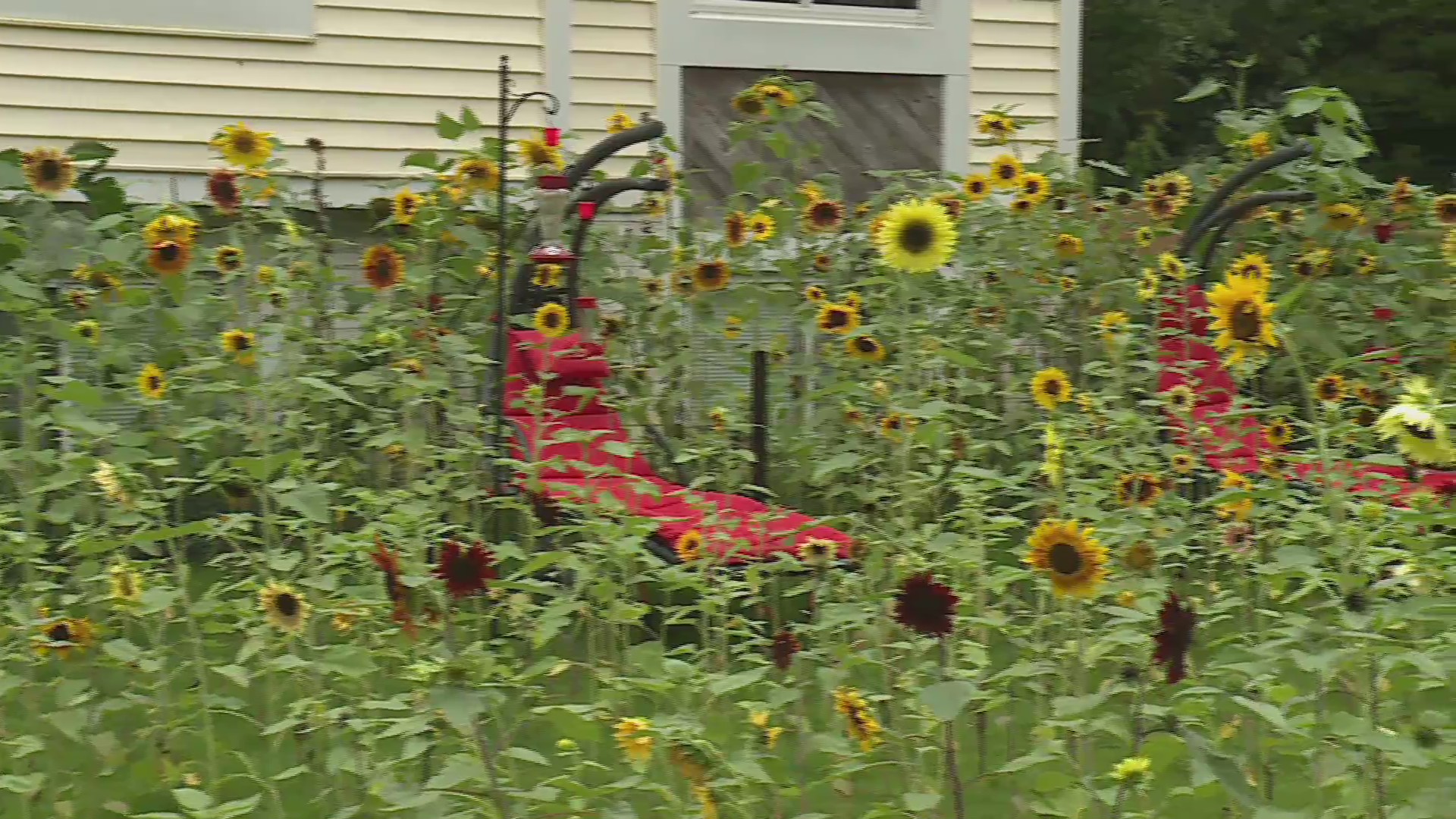 St. Peters man returns to court over too many sunflowers in yard – FOX 2